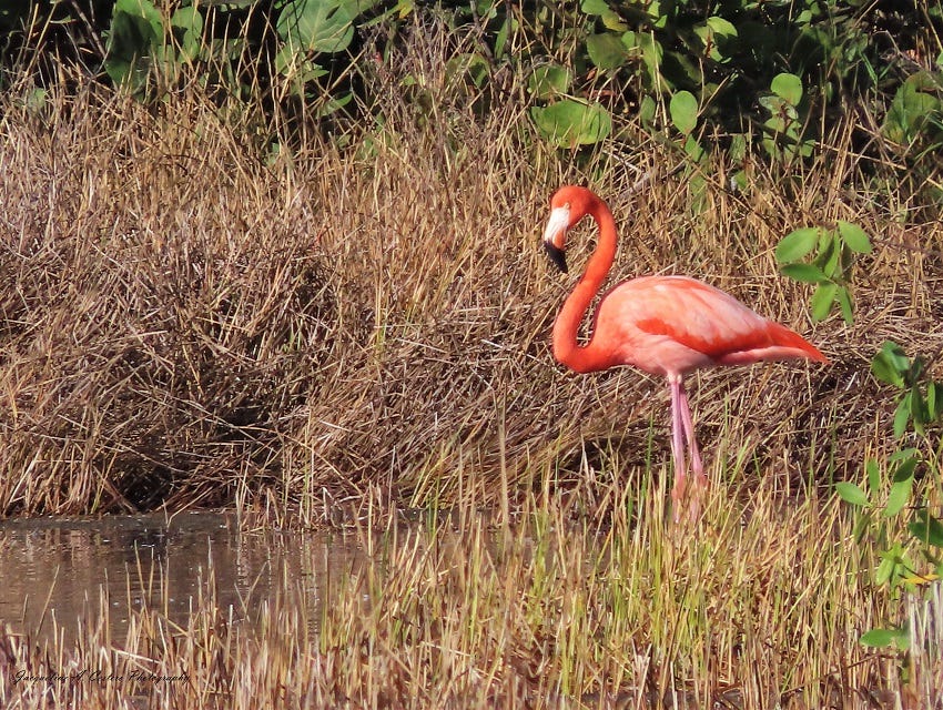 Late Breaking Flamingo News! - by Jackie Cestero