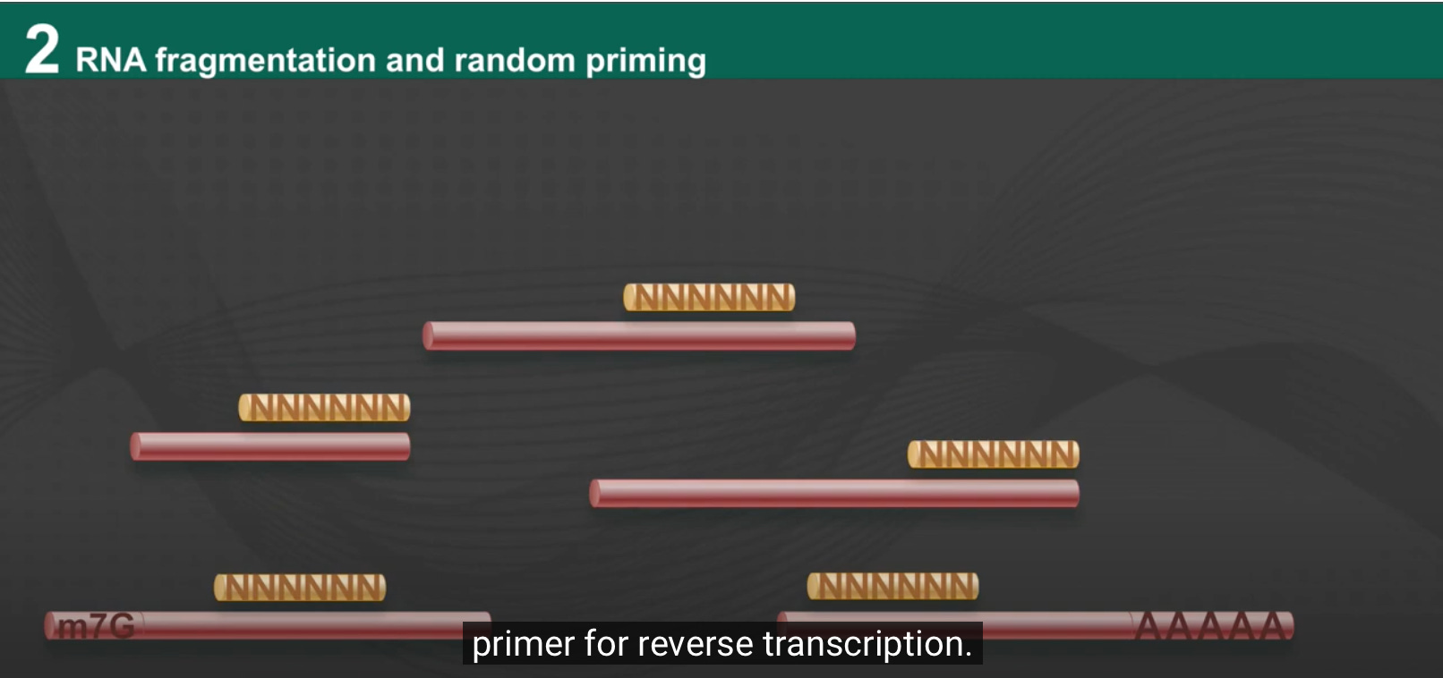 Deep sequencing of the Moderna and Pfizer bivalent vaccines identifies ...