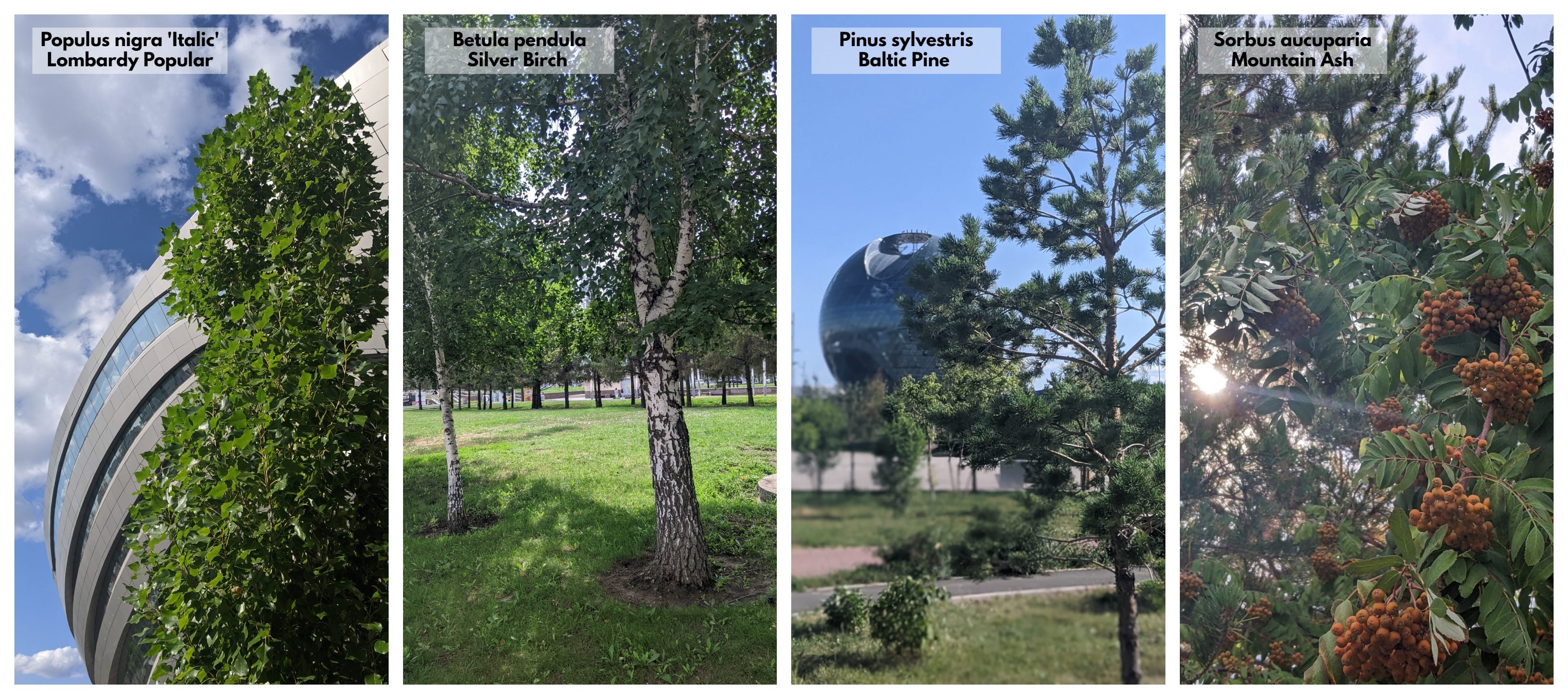 Eastern Travels - Kazakhstan - Growing trees on the Steppe, Street Trees of Astana and a ...