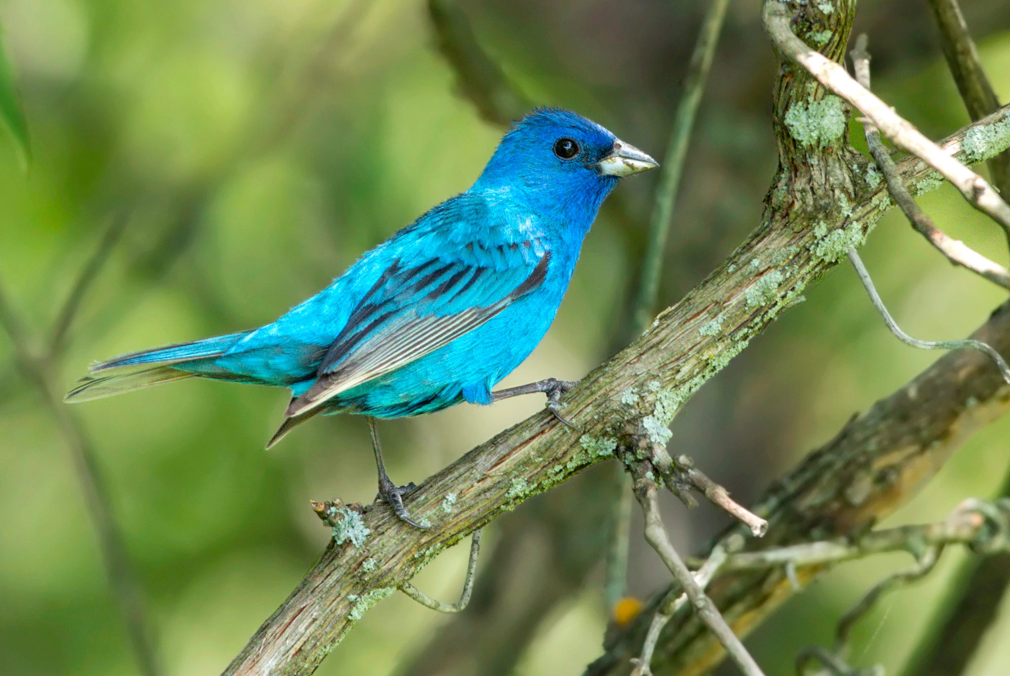 Bird of the Week: Indigo Bunting - by Jack Mirkinson