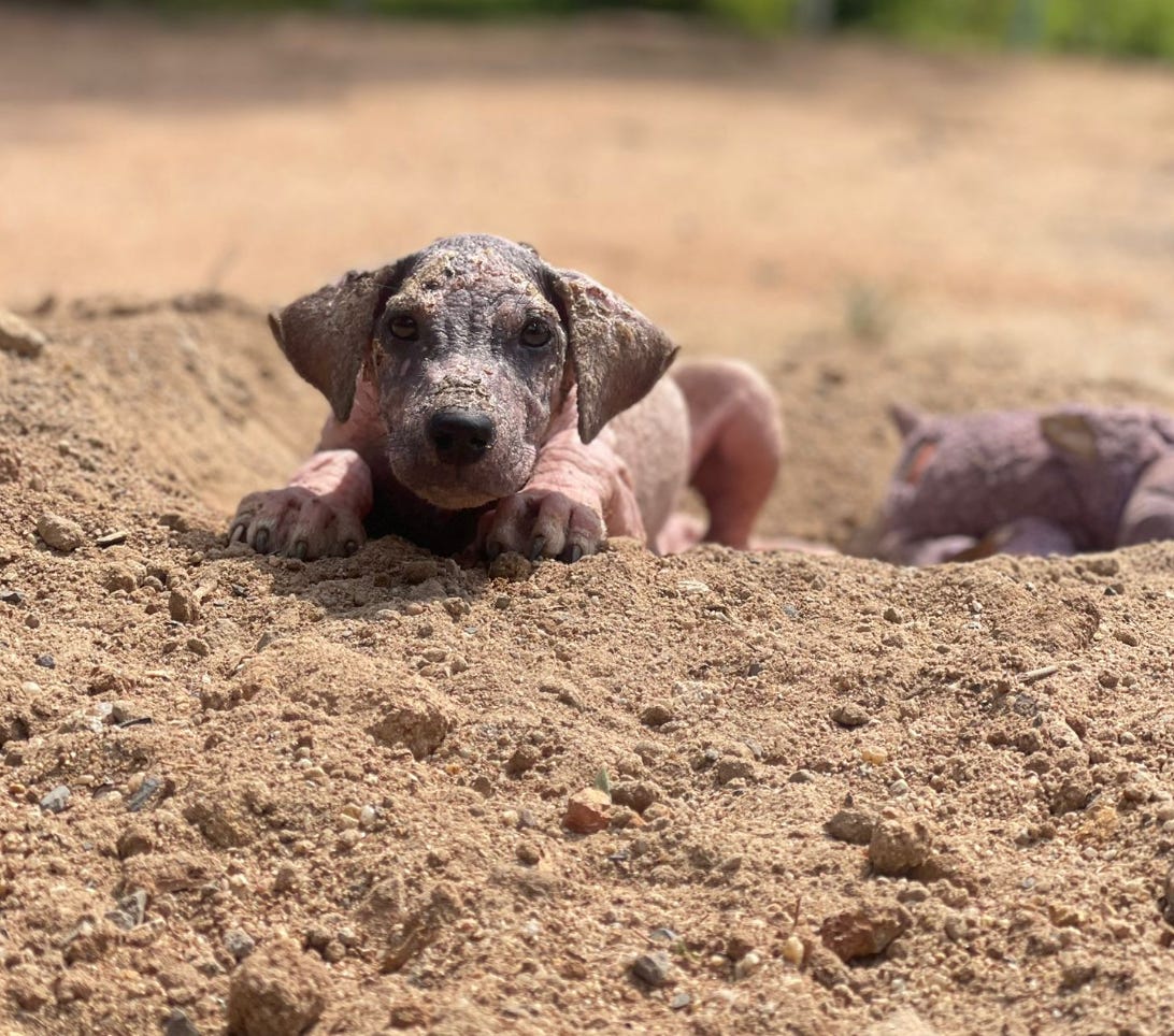 25 Quick Fire FAQs About Rodney - by Niall Harbison