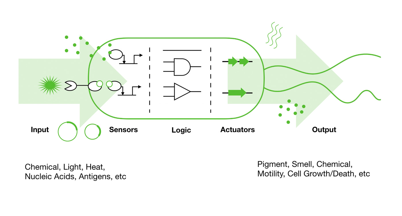 Level 4: Playing with Living Systems