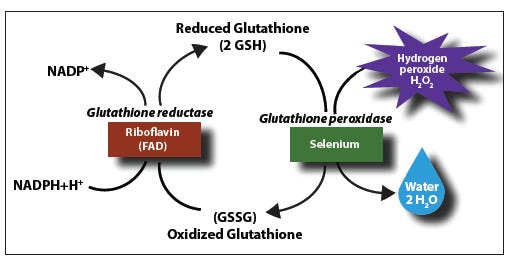 Selenium and Glutathione Peroxidase: Battling Reactive Oxygen Species
