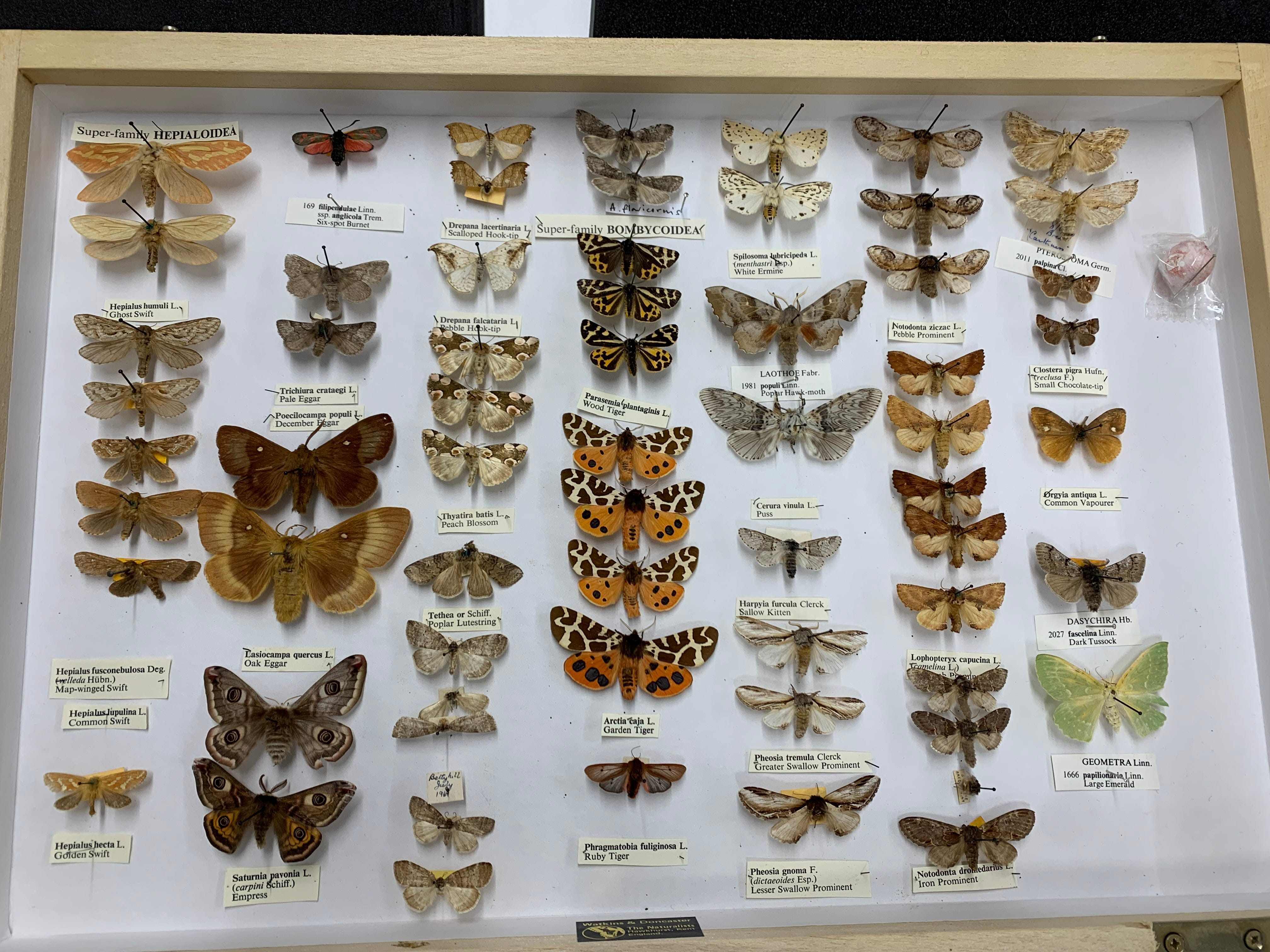 Digitising the Fascinating Rosie Moth Collection