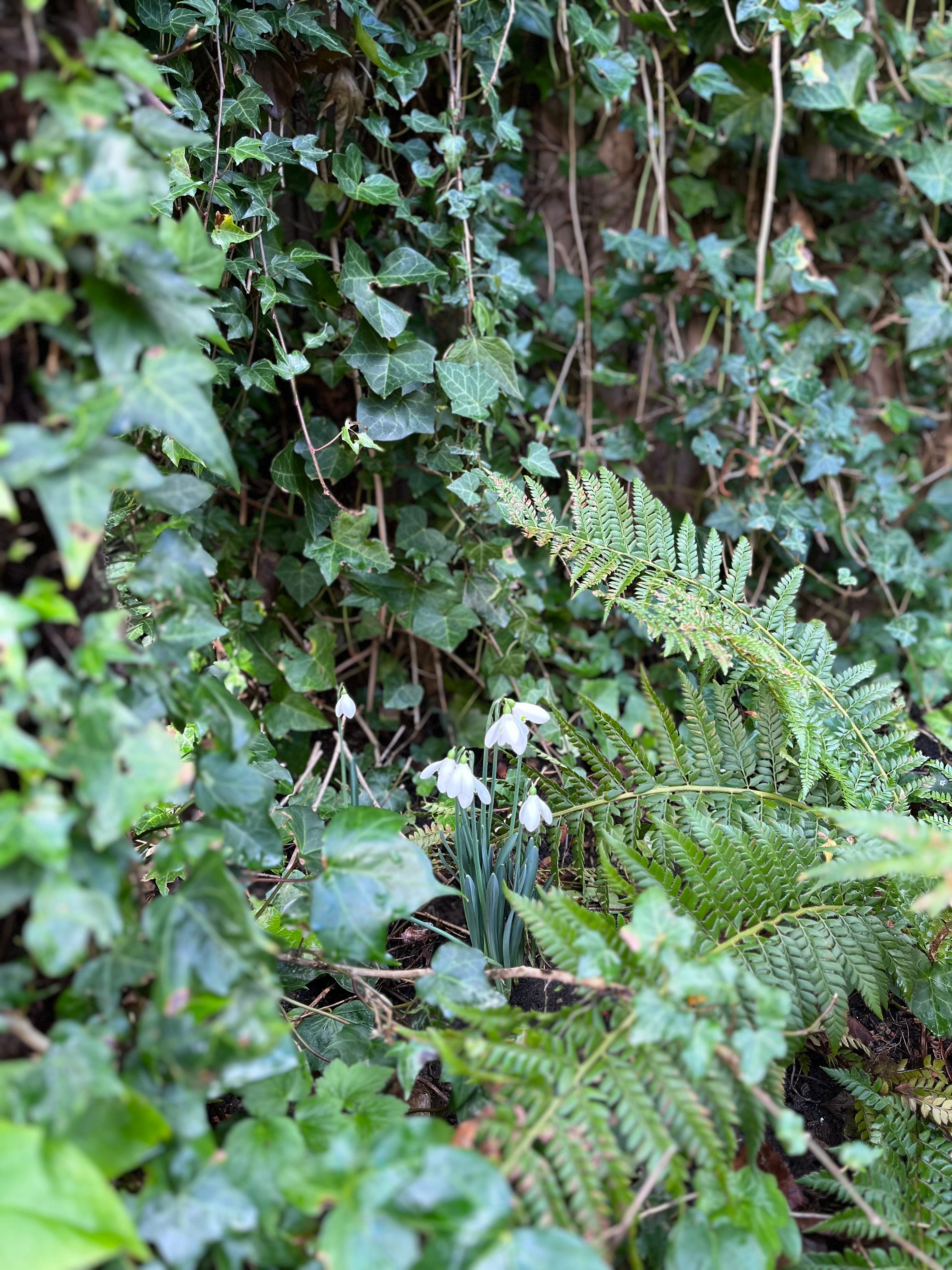 The snowdrop — flower of ritual and remembering.
