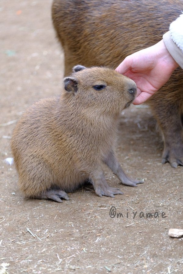 Why the Pope declared war on capybaras - by Joshua Collins