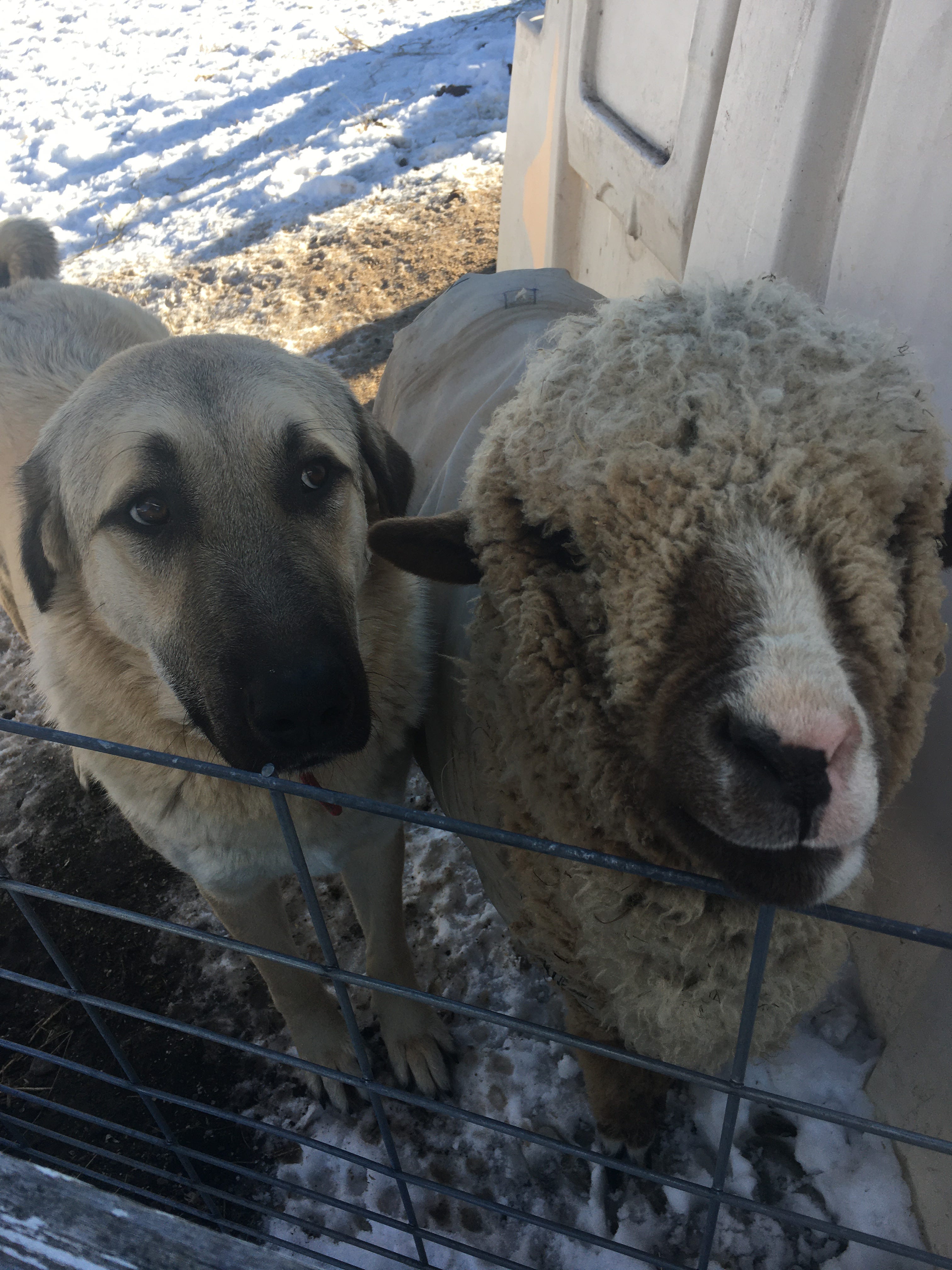 So You Want to Raise Some Sheep - Fat Turkey Farm