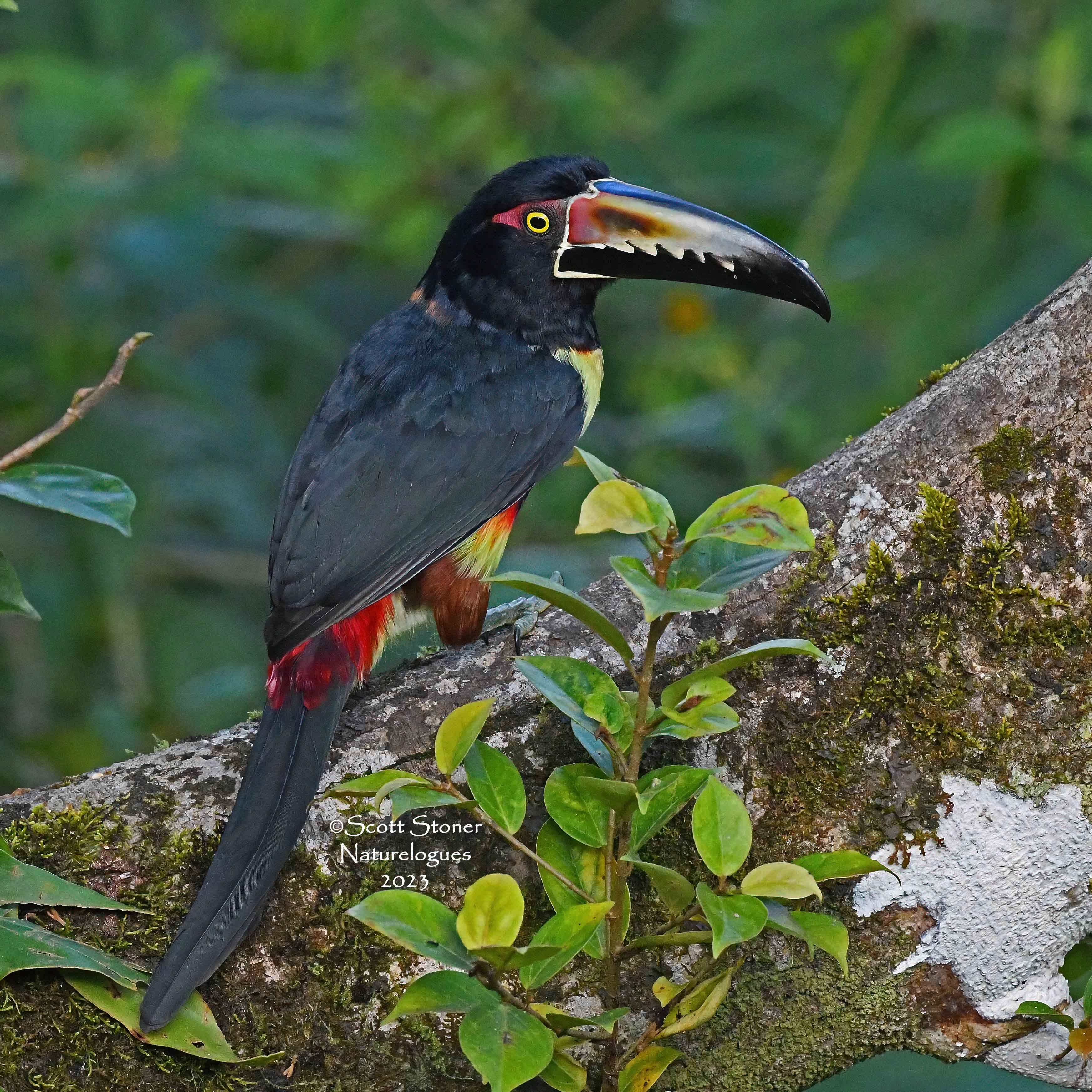 Toucans! - by Scott Stoner