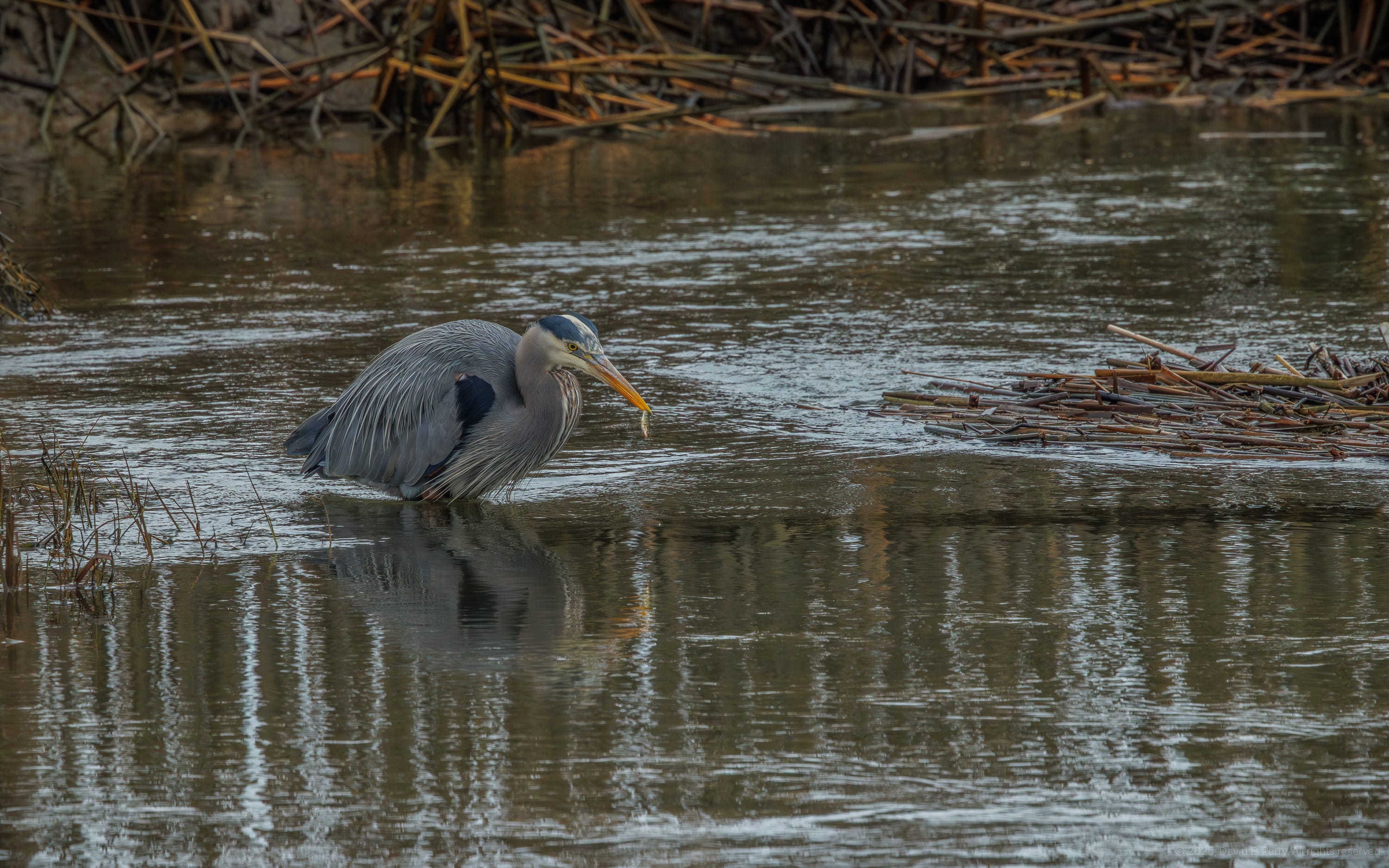 A Sage In A Slough - by David E. Perry