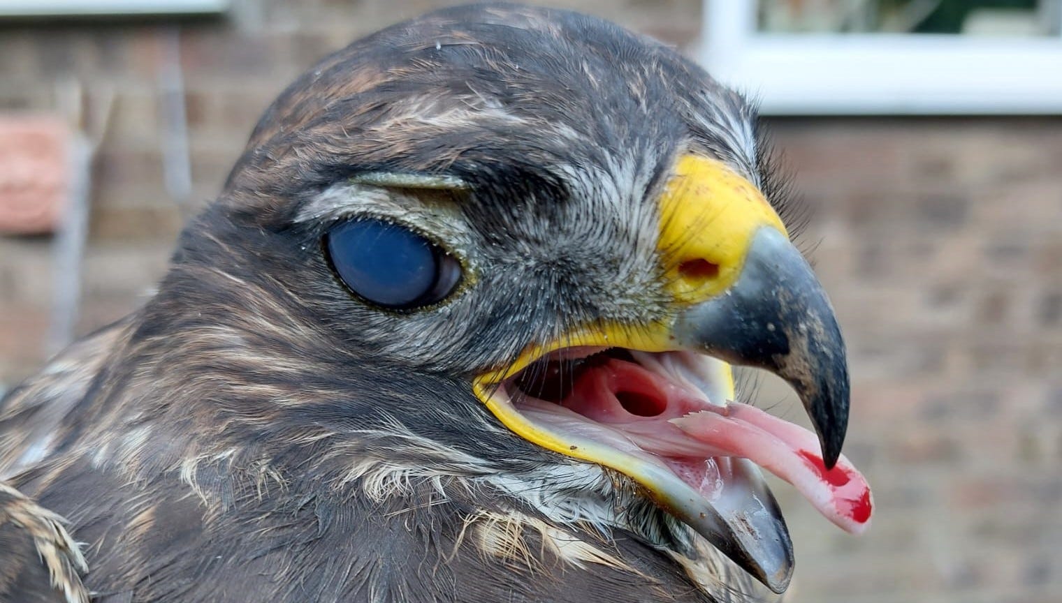 Buzzard shot in North York Moors National Park