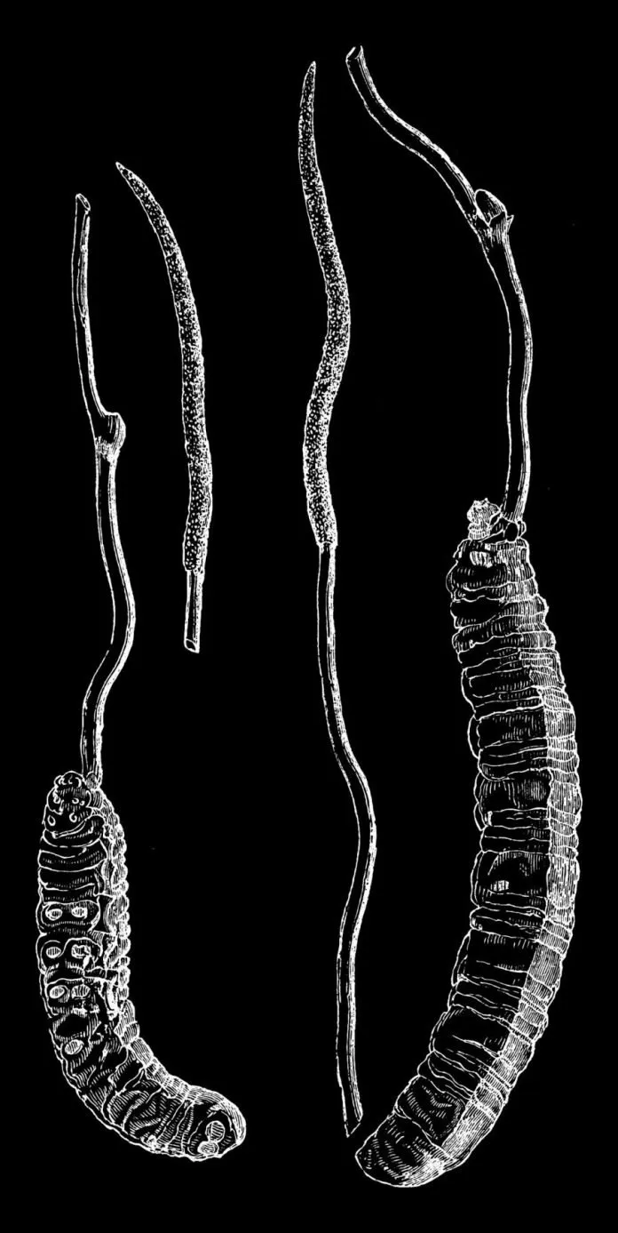 Zombie Apocalypse of the Insect World: A Closer Look at Cordyceps