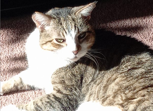 Wonkette's Top Ten Stories Of The Week Will Steal Your Heart And Your Cat