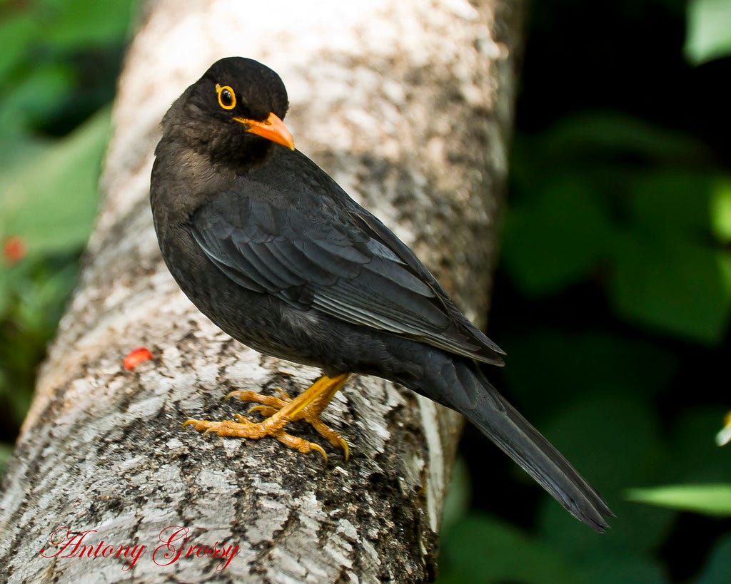 Becoming artists of ourselves: R.S. Thomas's 'Blackbird Singing'