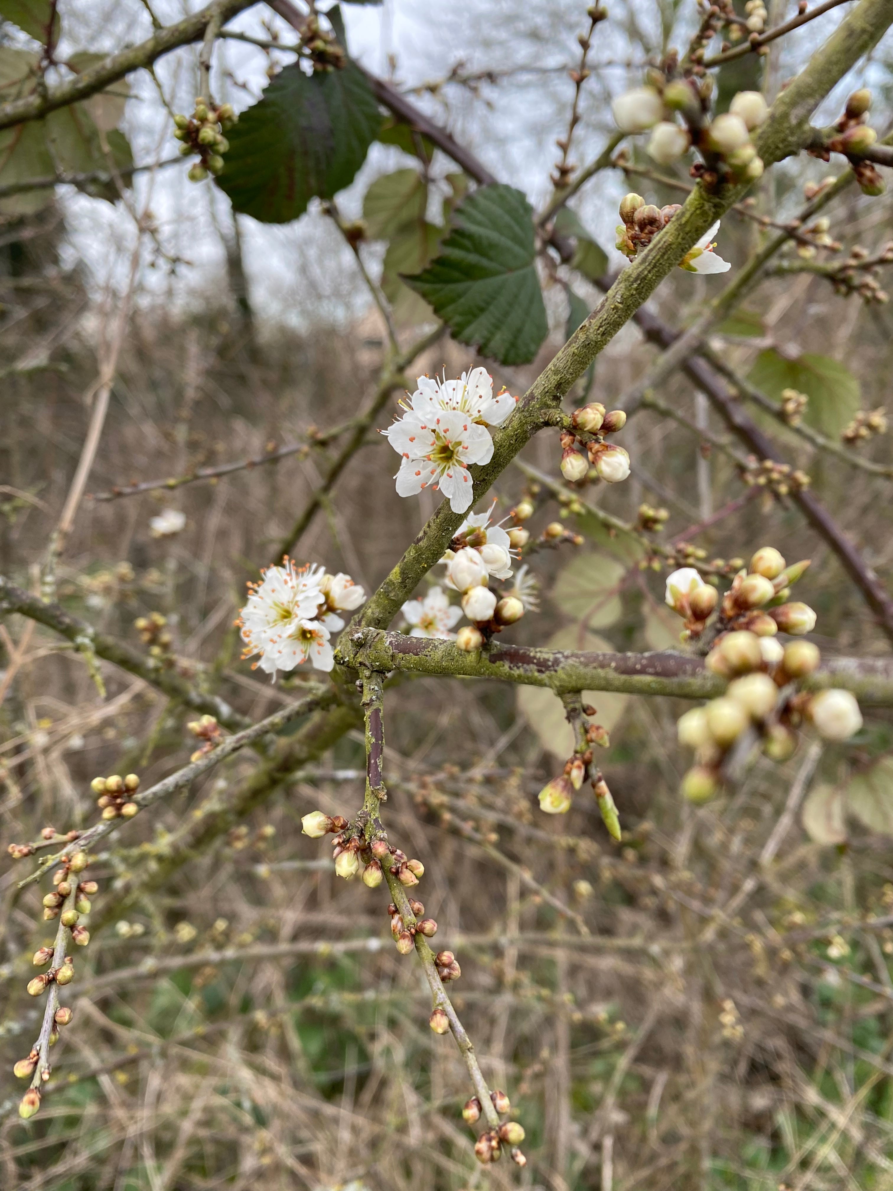But A Wild Mother - by Imogen Ashwin - Bracken & Wrack