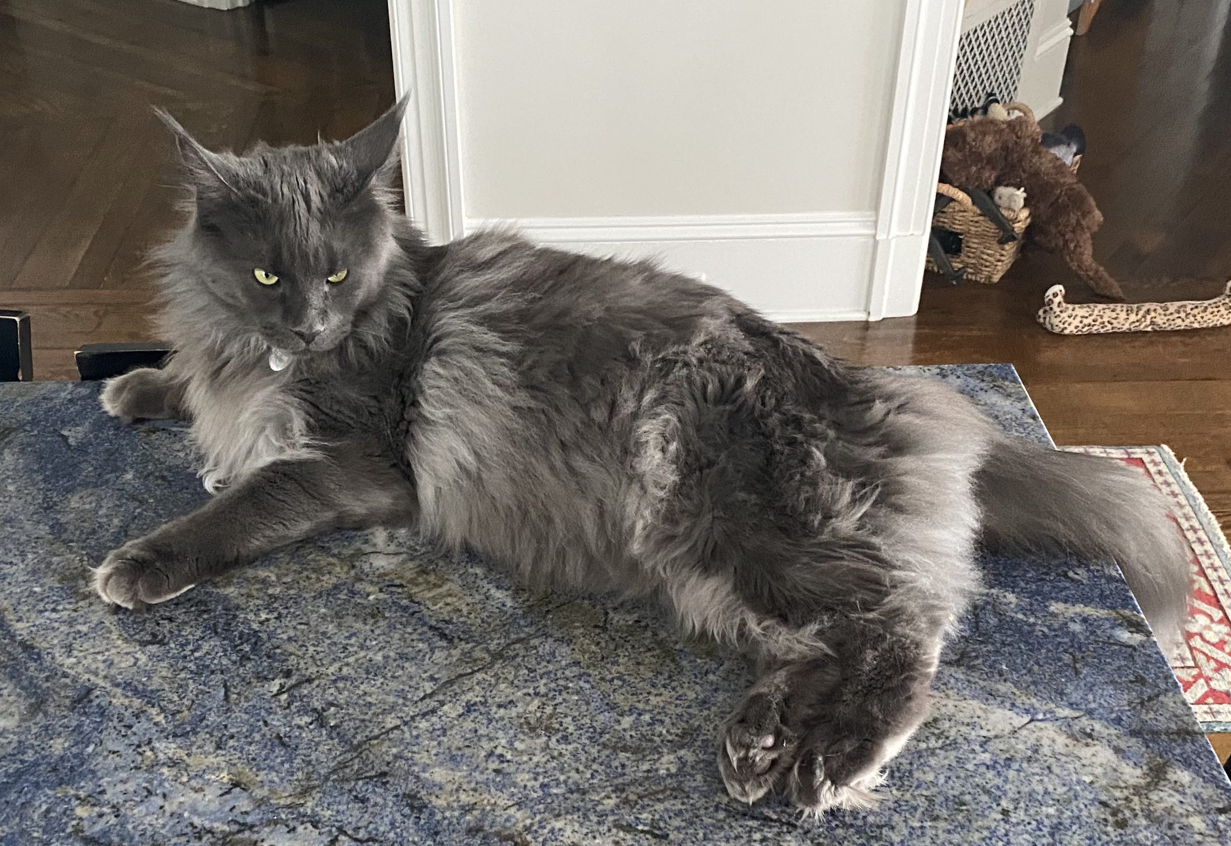 Deep sequencing of the Moderna and Pfizer bivalent vaccines identifies ...