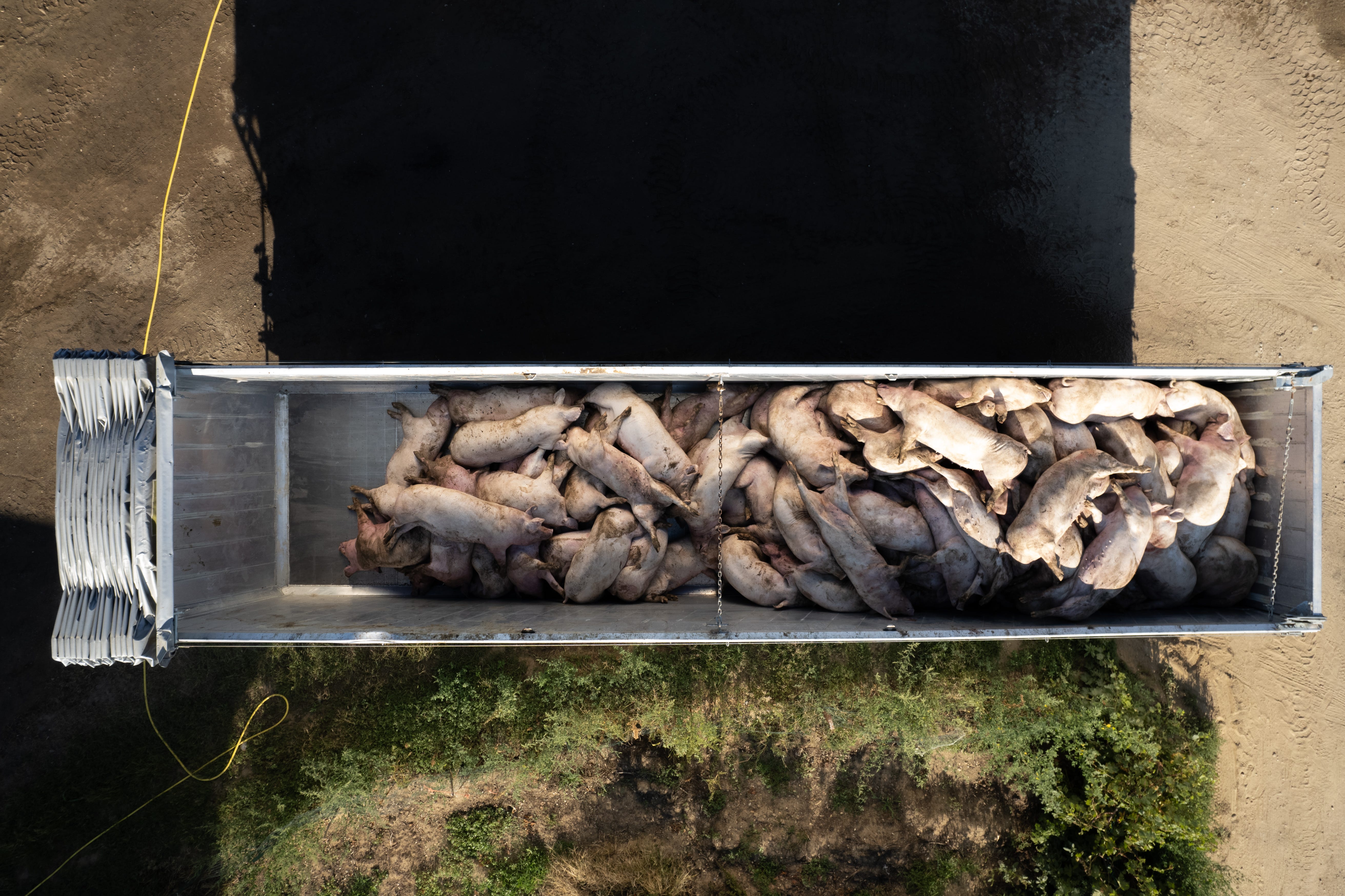 È tutta colpa nostra - Animal farm News