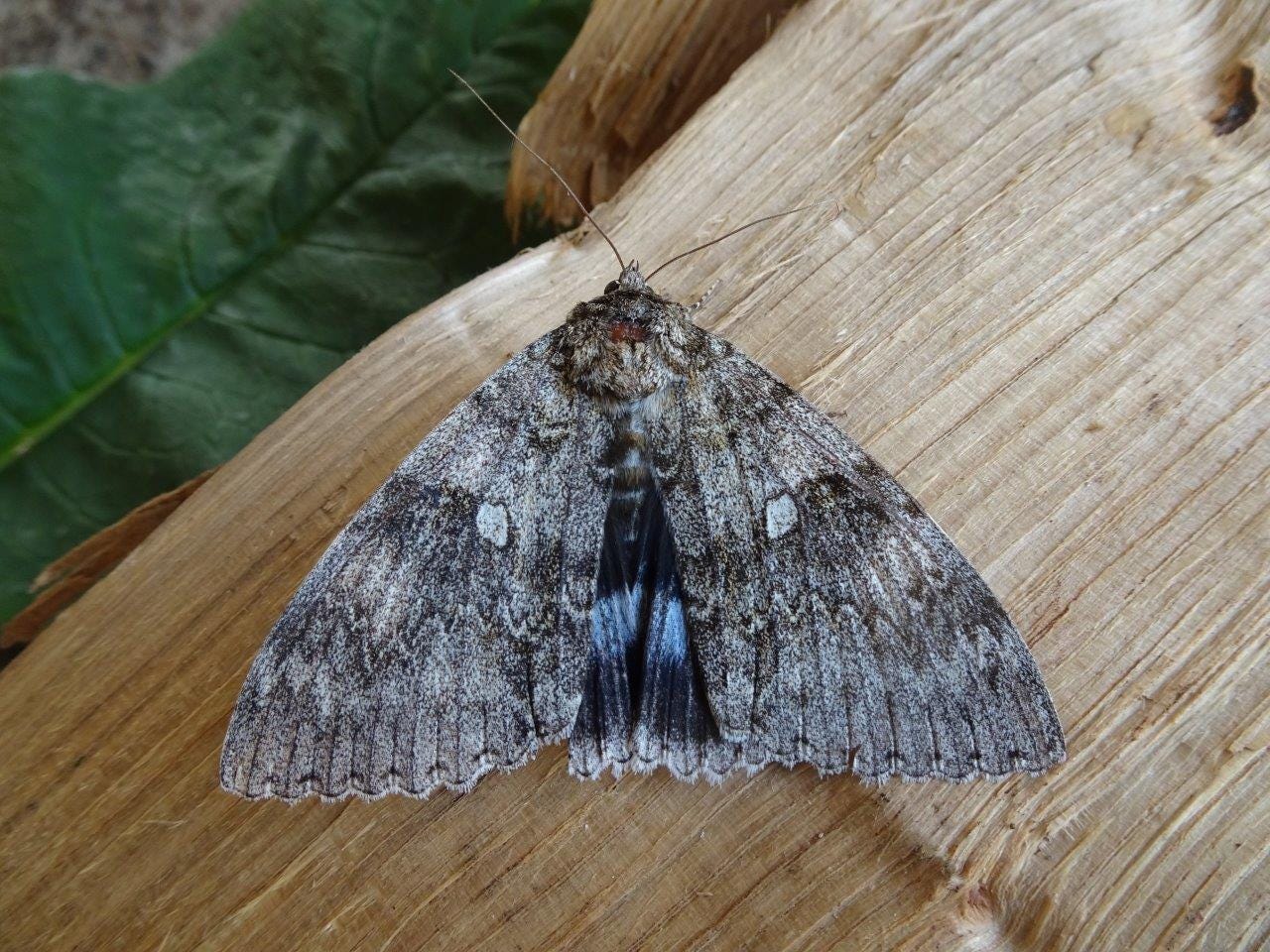 A history of moths in Bentley Wood