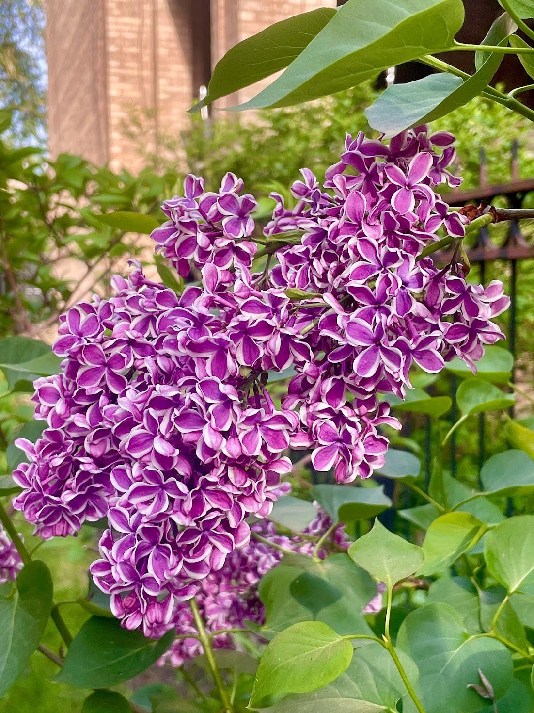 a small collection of spring flowers in bloom