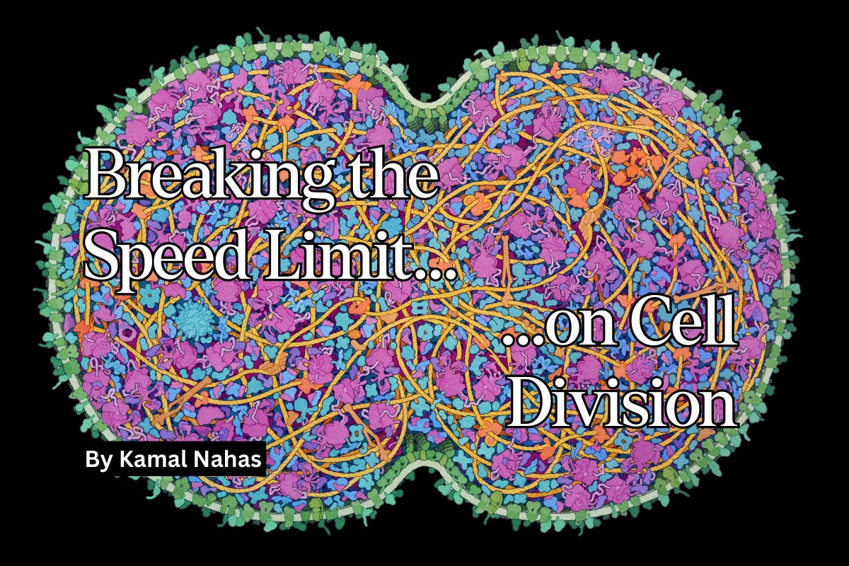 Breaking the Speed Limit on Cell Division - Asimov Press