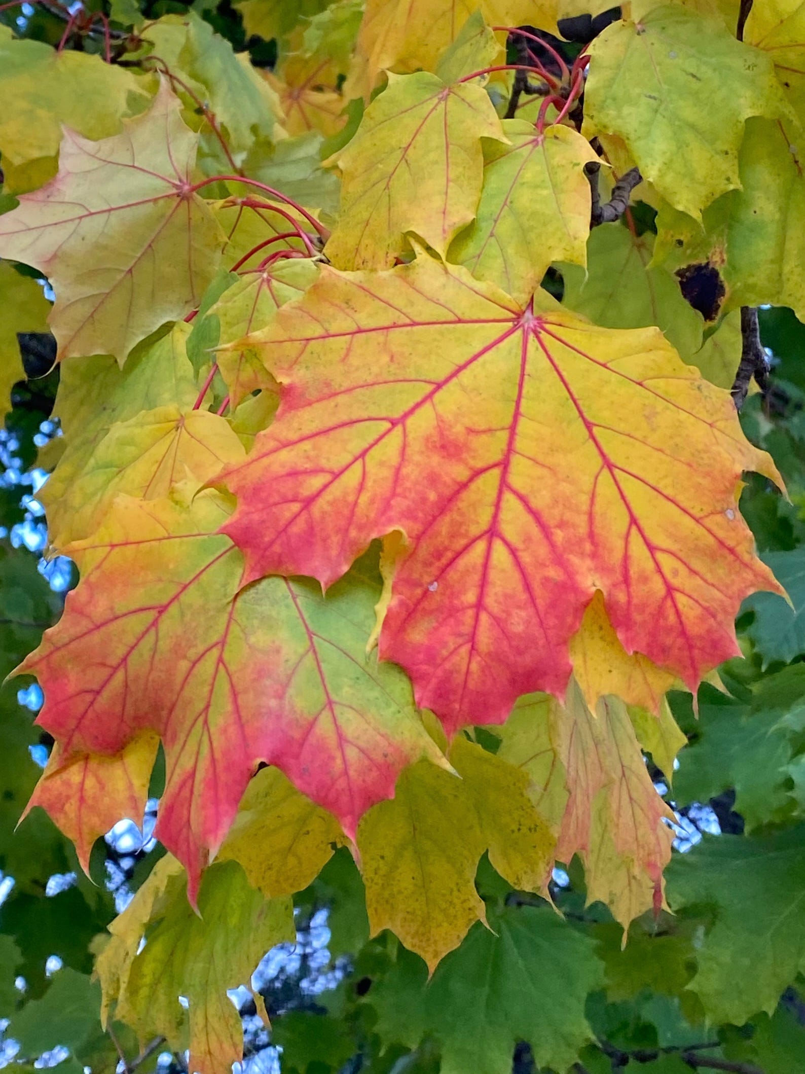 Maple matters: the bittersweet love of Norway maple
