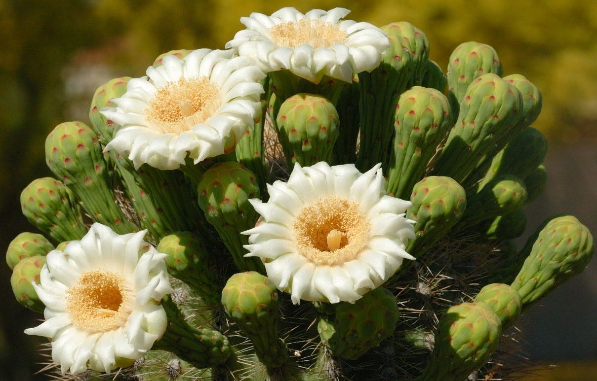 State Symbols - by Jan Spell