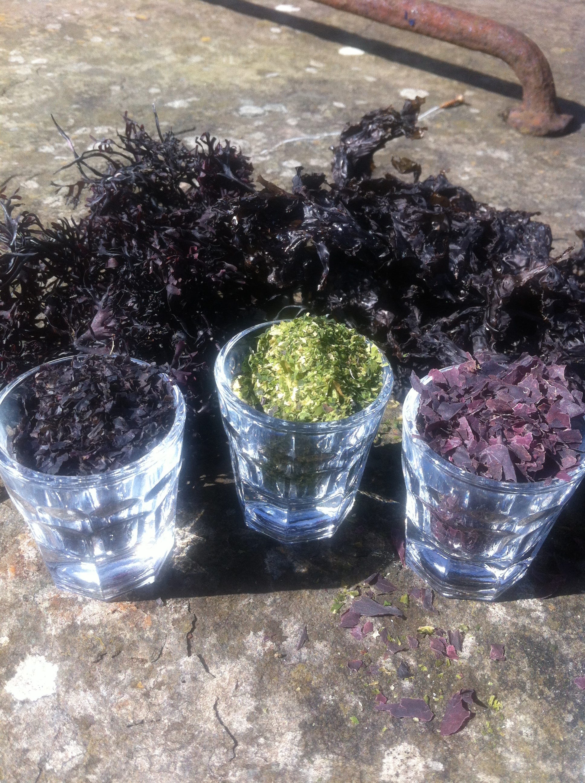 Laver one of the easier seaweeds to forage at the seaside.