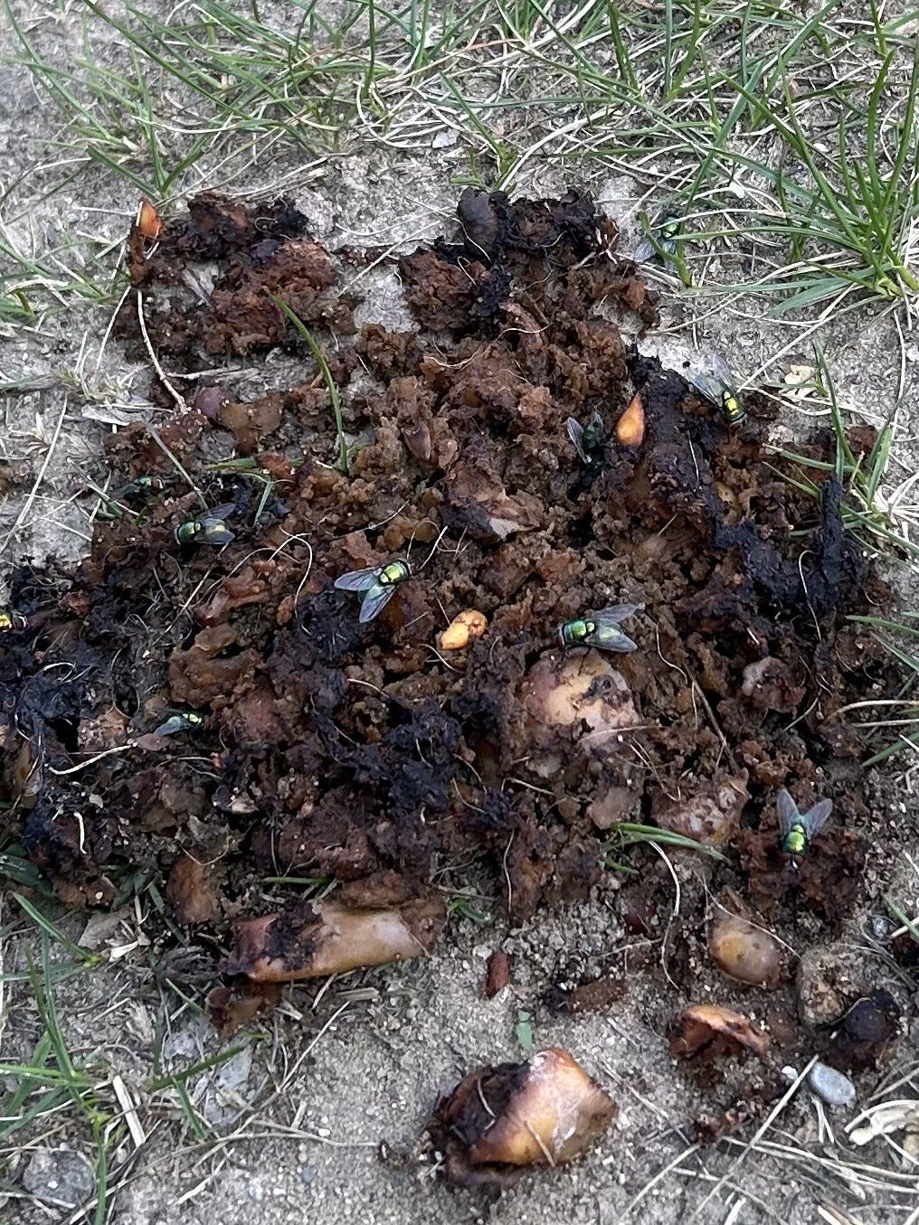 The Meijer Bear - by Dave Dempsey - David’s Substack