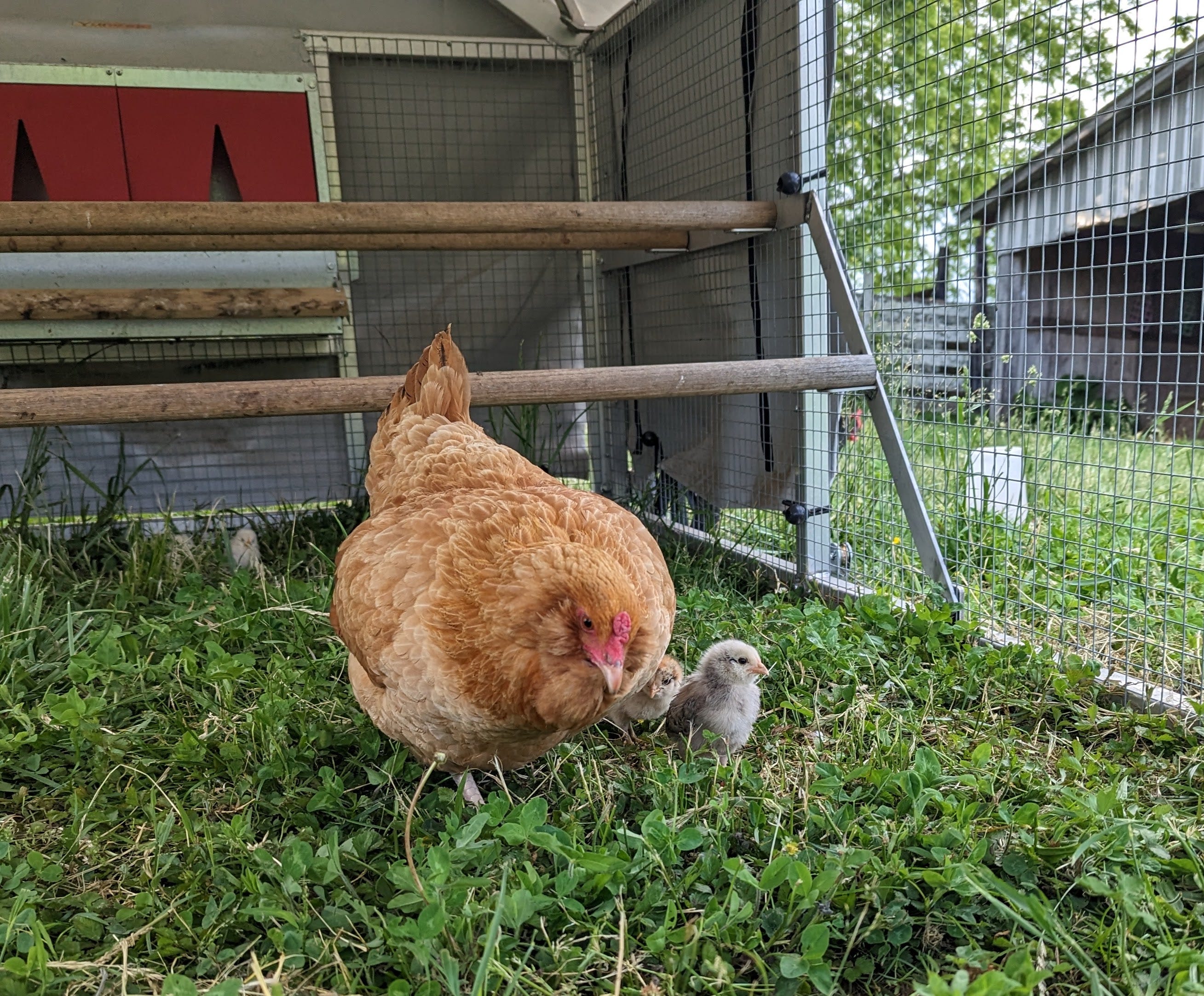 A Mother Hen's Wisdom - by AC Shilton - AffirmationChickens