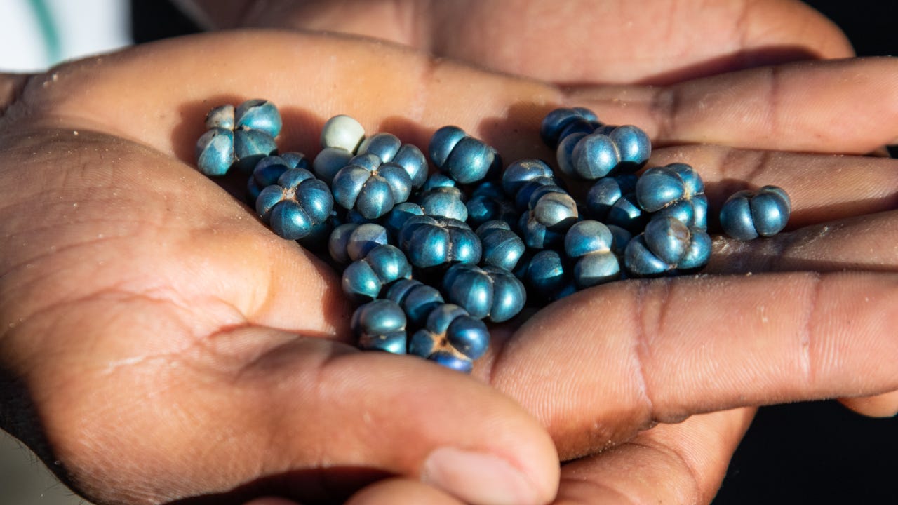 The prettiest fruit in the world - by MORFO's Newsletter