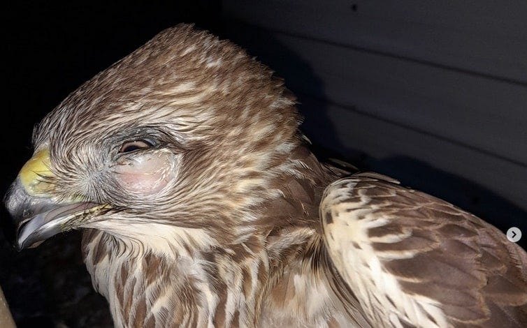 Helping wildlife in Holderness - by Charlie Moores