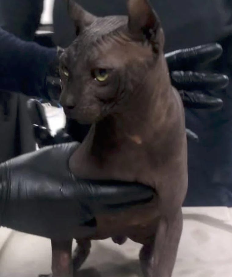 The Narco Gangs and Human Smugglers of Ciudad Juárez