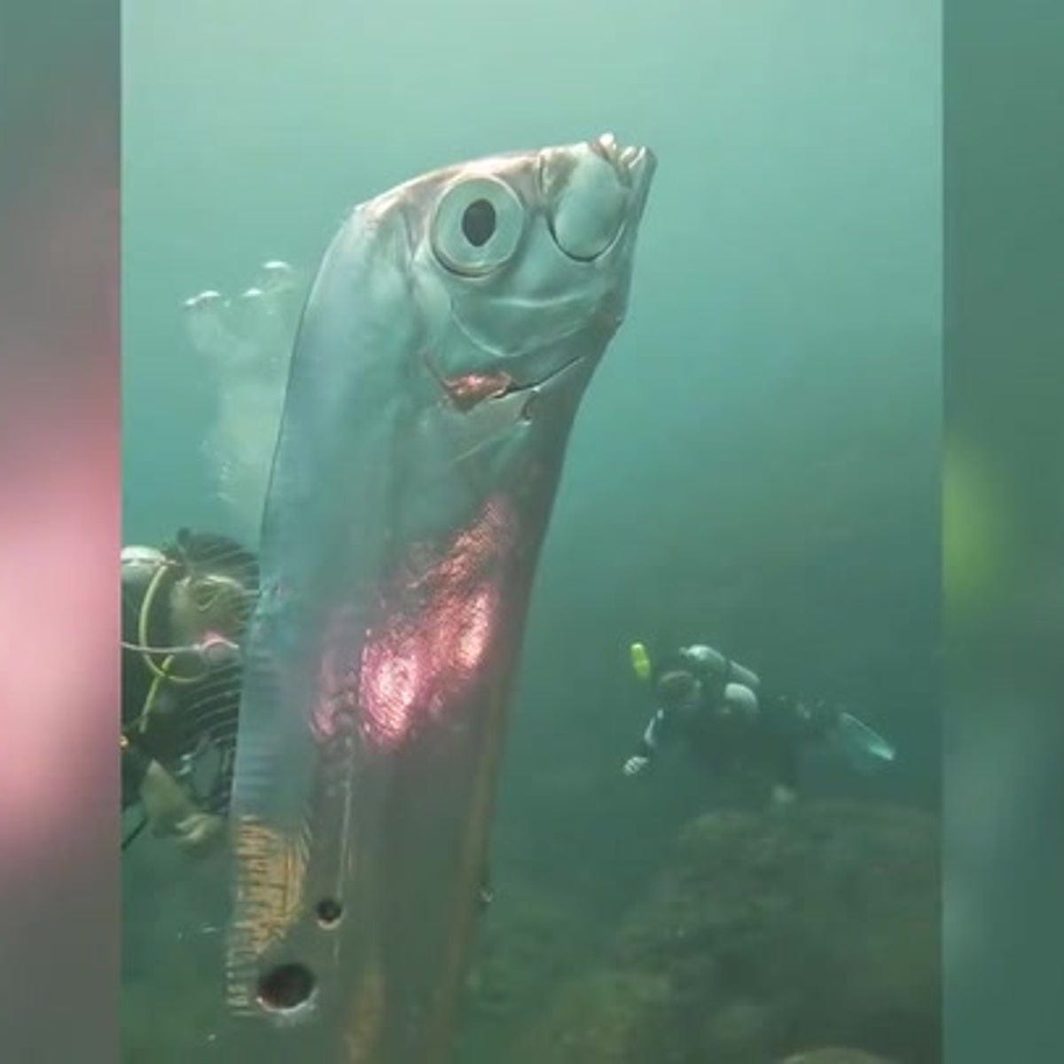 The Return of the Doomsday Fish - by SC