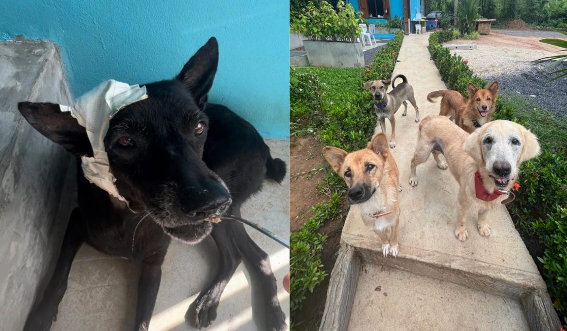 How Over 1000 Dogs Per Month Are Now Having Their Lives Changed For The ...