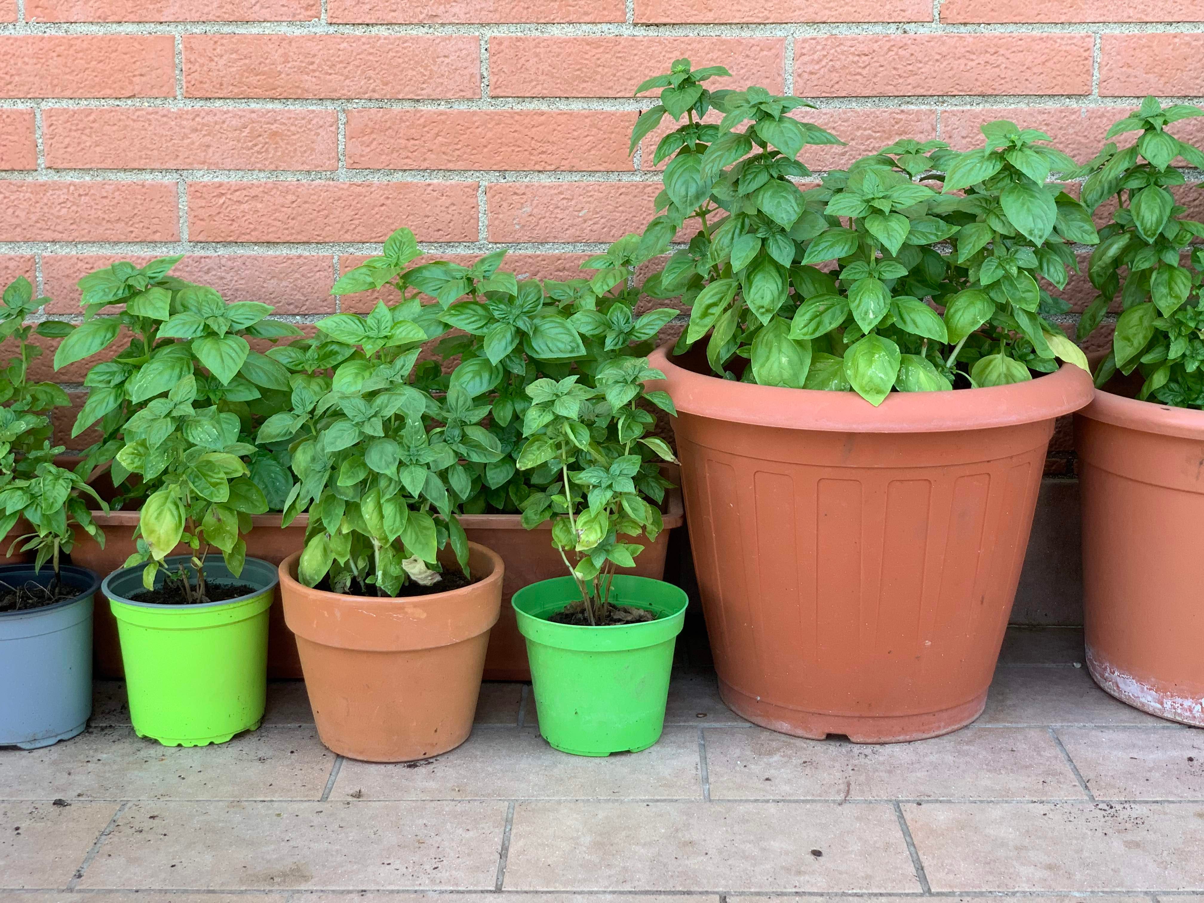 How to Make Pesto the Traditional Ligurian Way