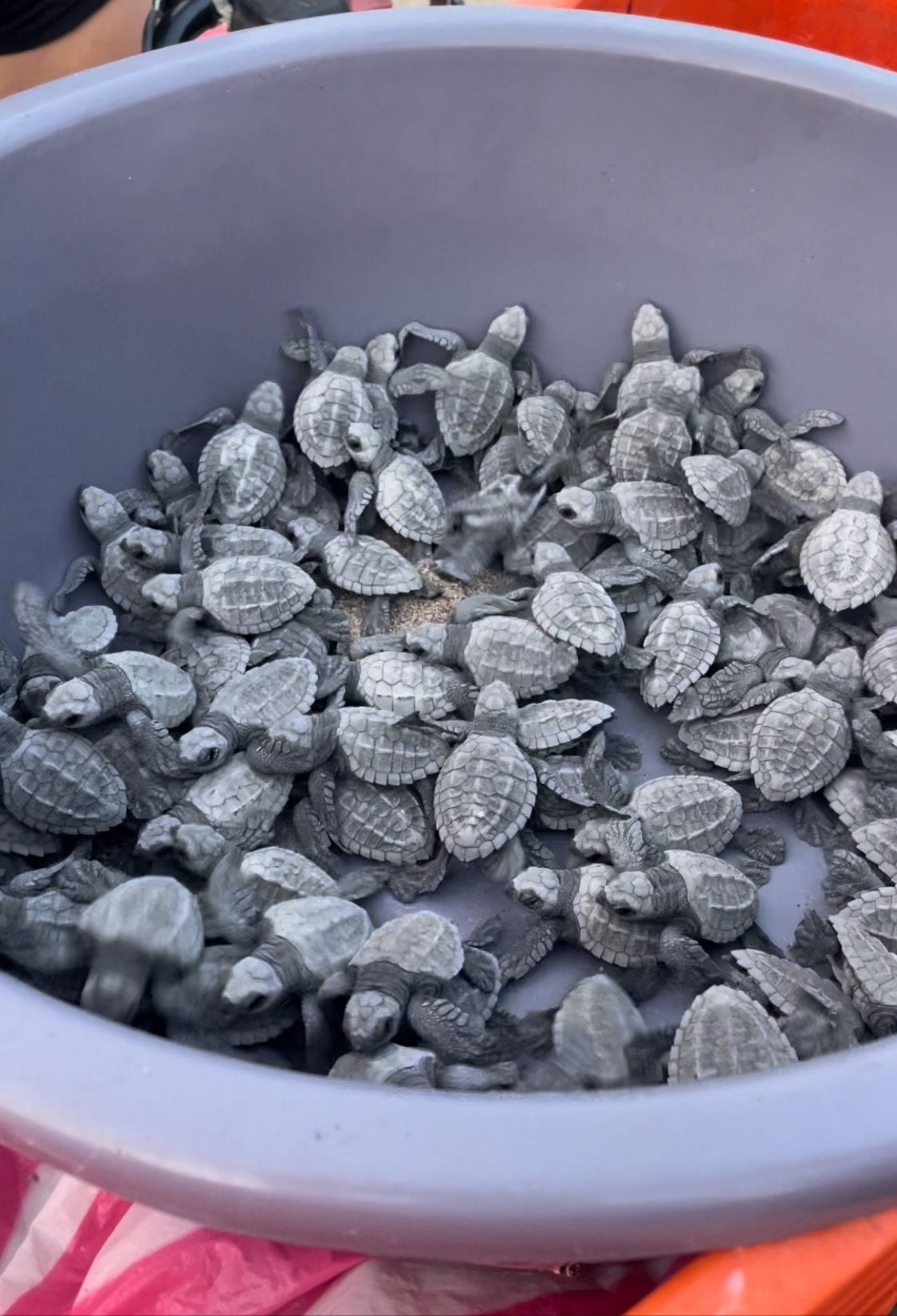 Letters from Oaxaca - by Francesco Tramballi