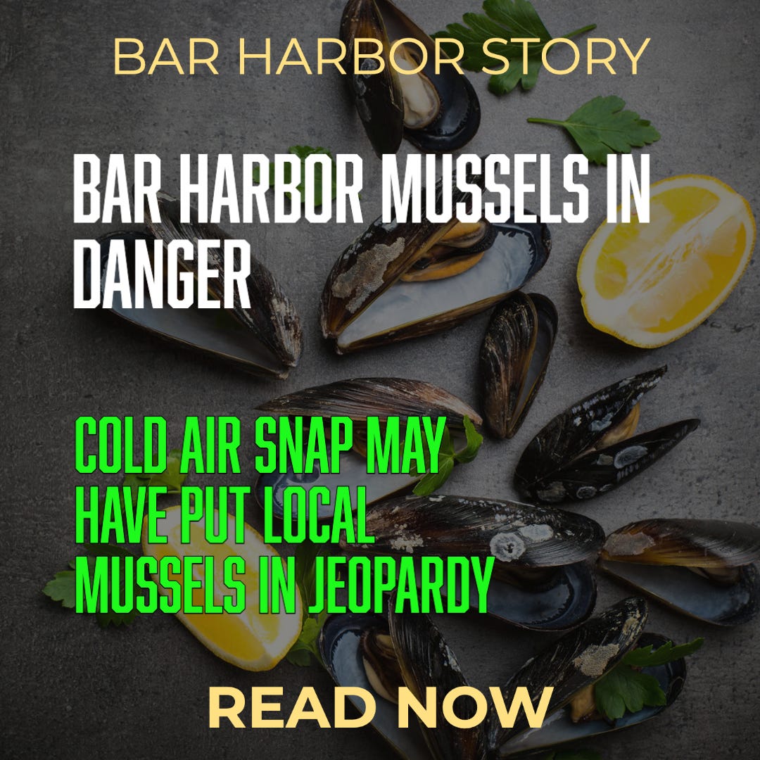 Bar Harbor Mussels In Danger - by Carrie Jones