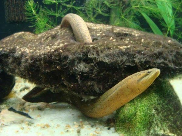 Peixe mussum: o peixe-cobra do aquário - Tô Aquariando