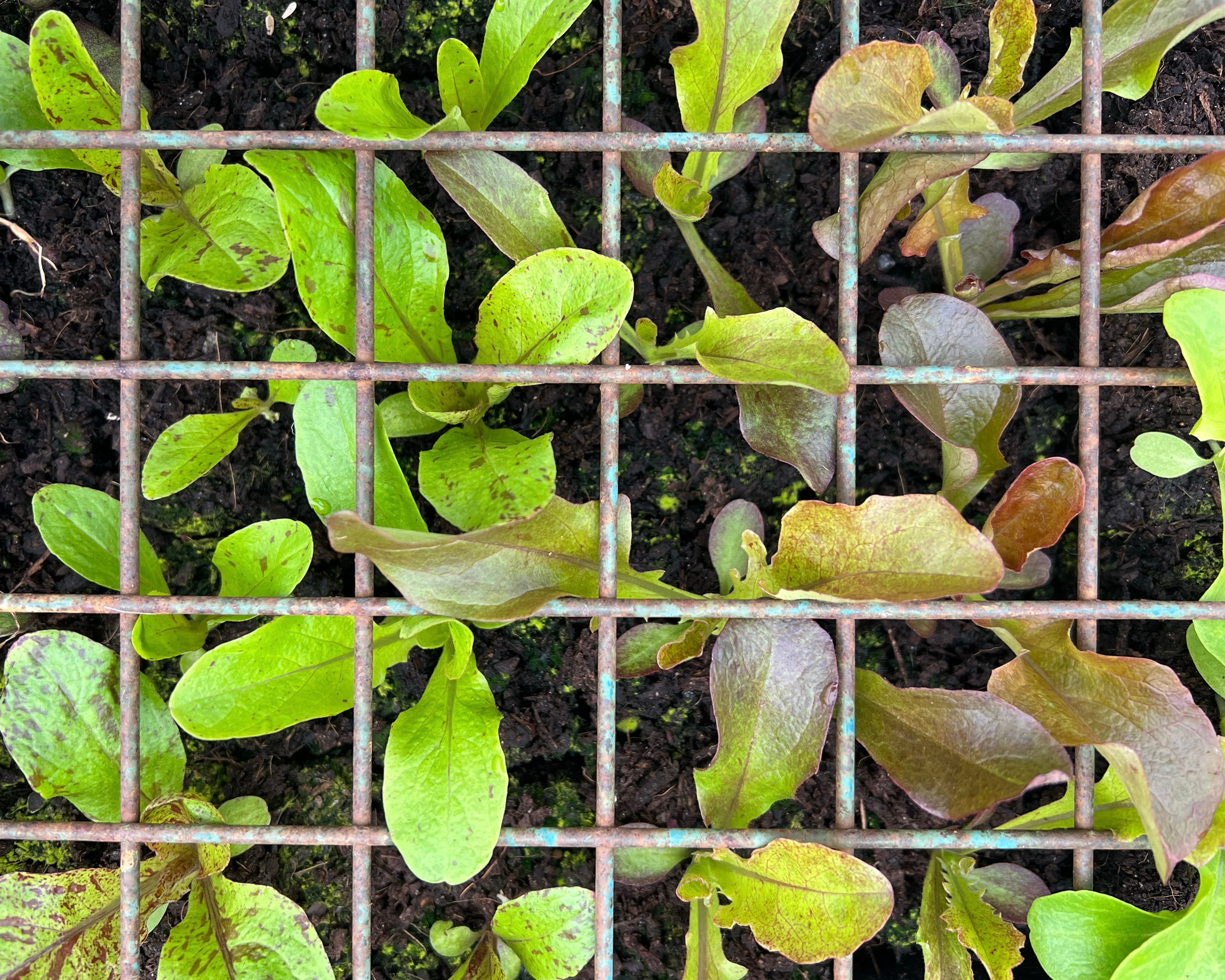 RUSTY SECATEURS, GUTTATION, FRITILLARIA