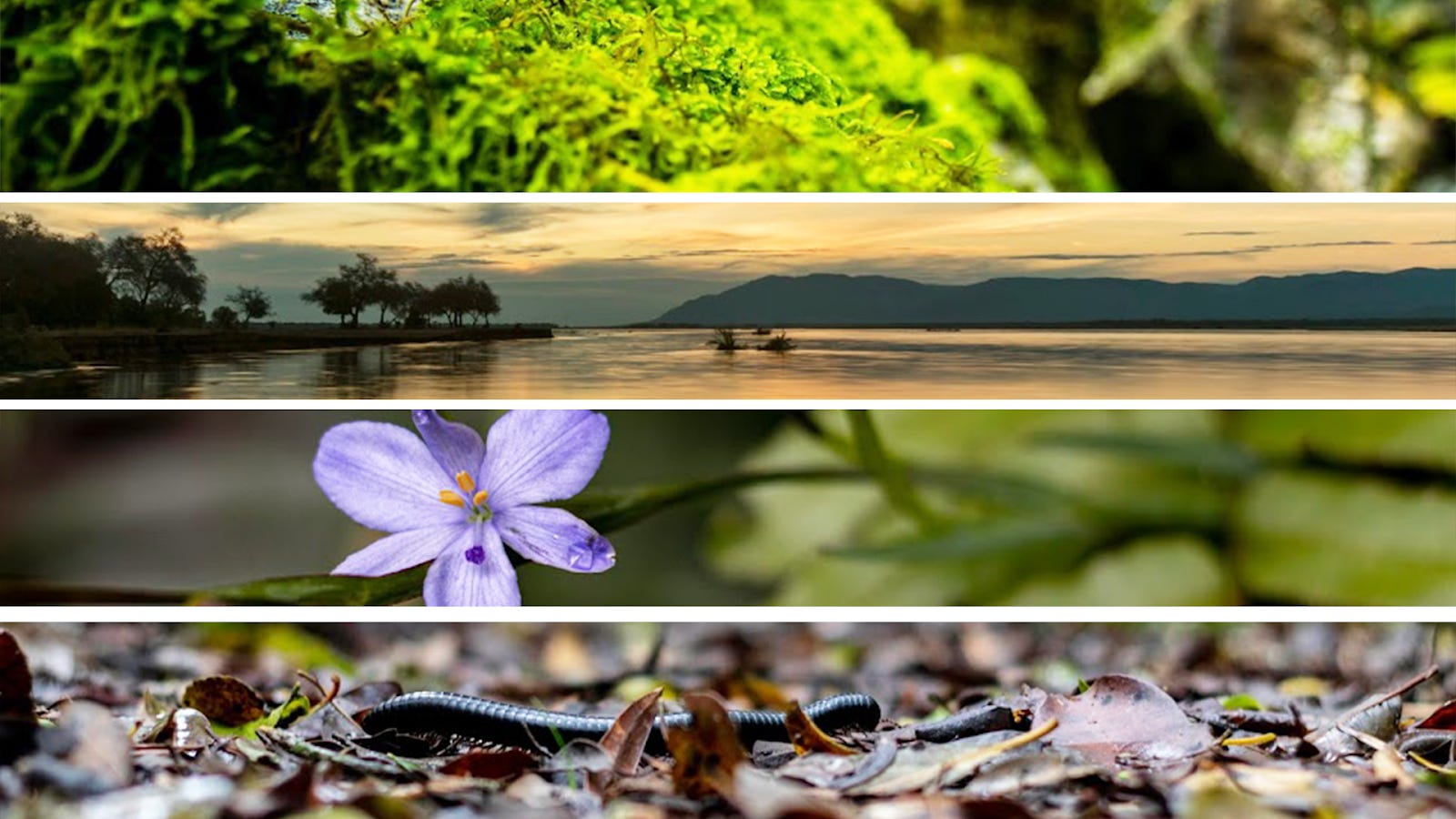 Learn FROM Nature: Top 5 examples of innovation inspired by nature