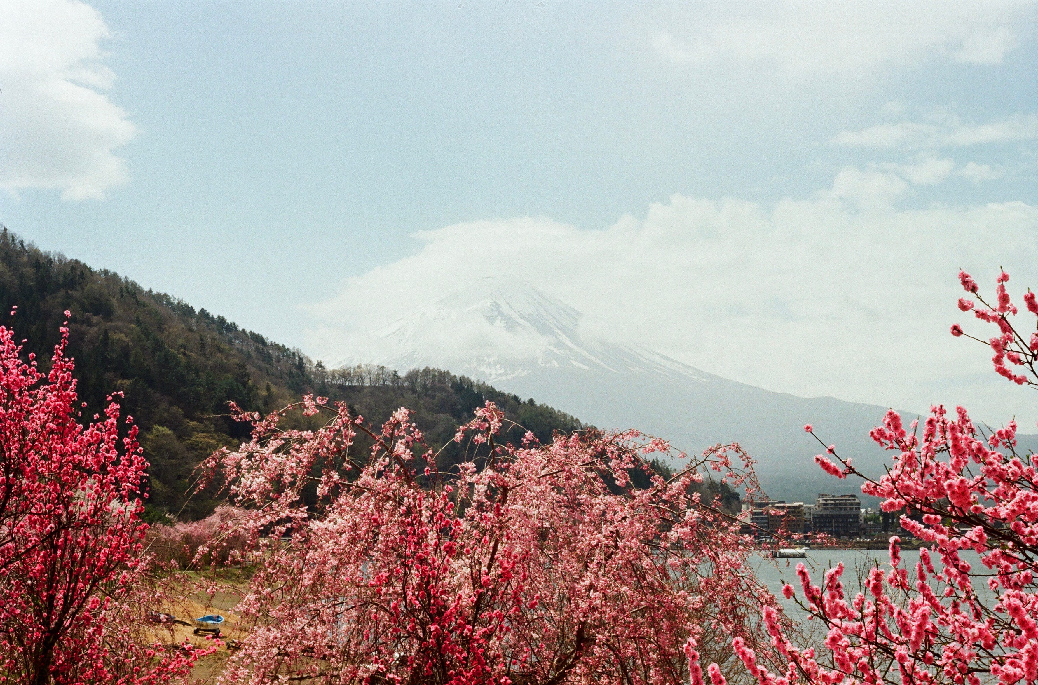 The Cherry Blossom Saga Continues... - by Maggie McIntyre