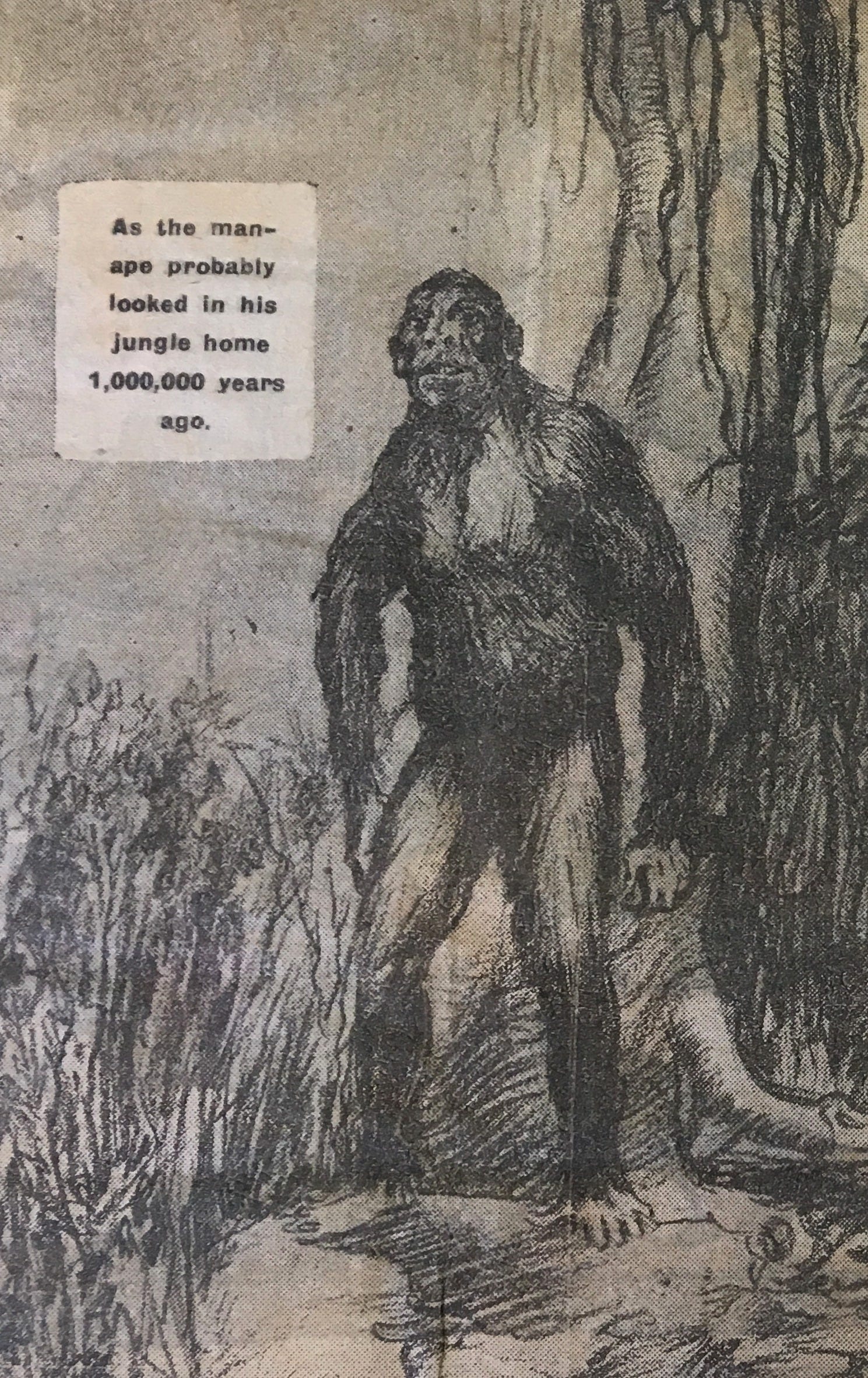 100 Years of the Southern Ape | Fossil History