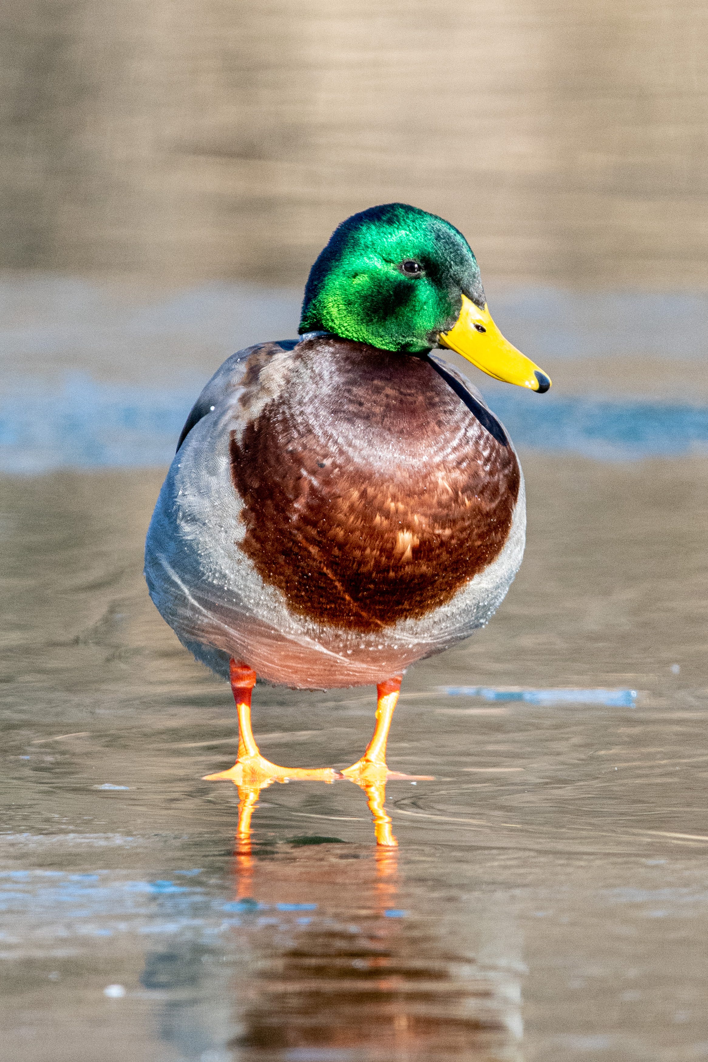 Angles - by Caleb Crain - Leaflet