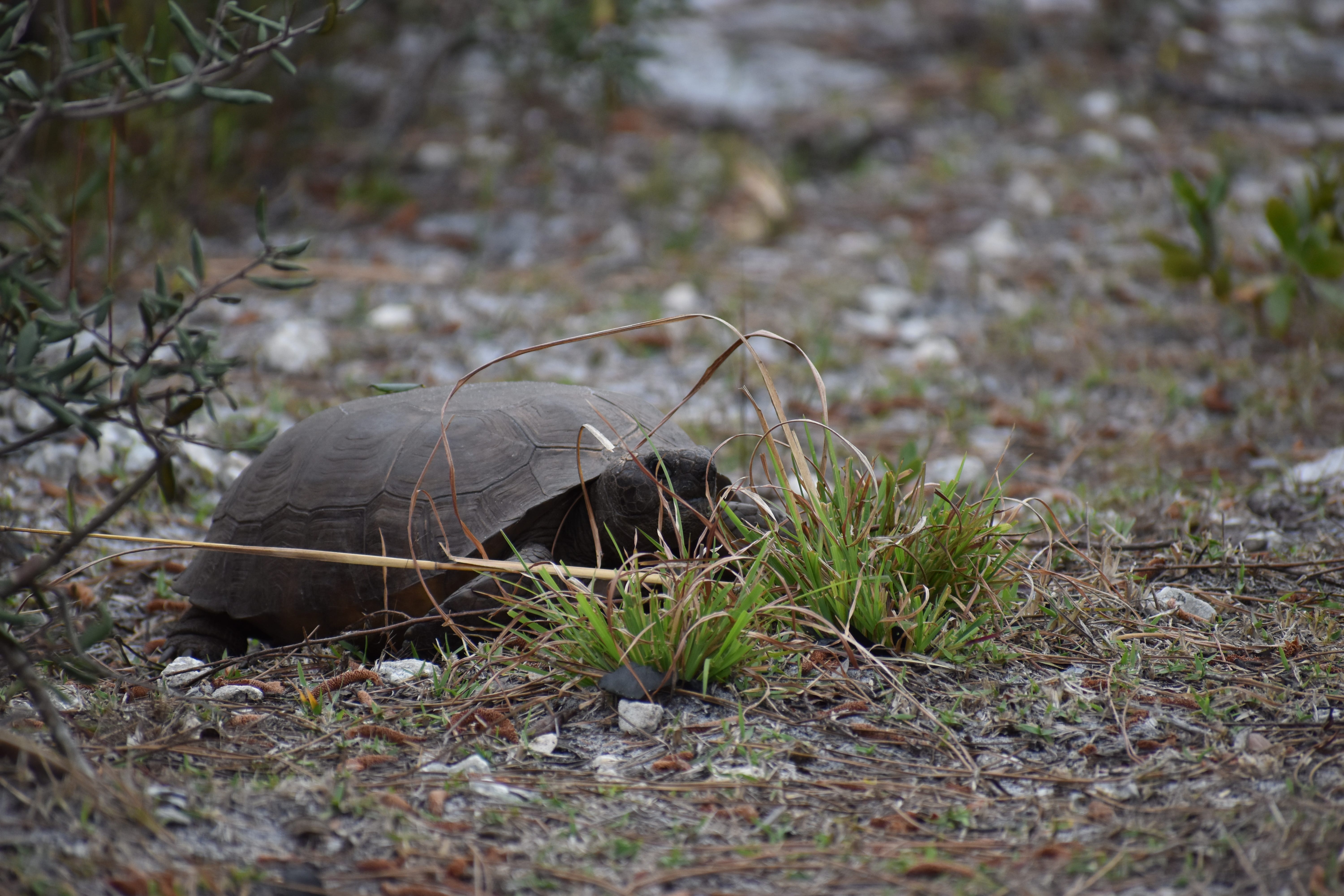 Gopher Tortoises Face Many Threats - by Karen Mclaughlin