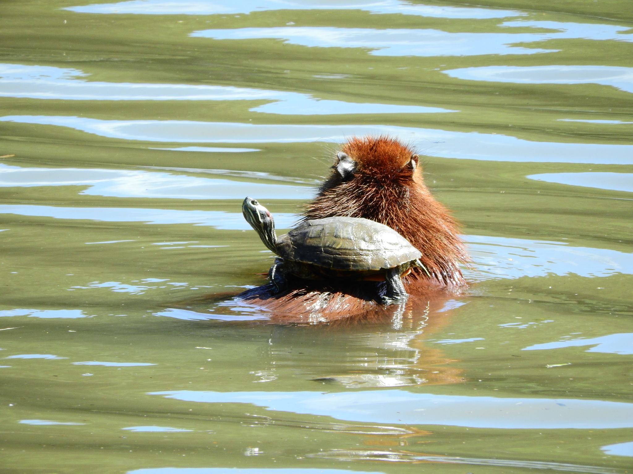 Capivara, amiga de todos - by Carole Druaum