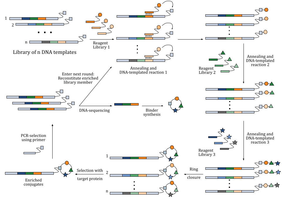 No-Code DEL-ML (DNA-Encoded Library Machine Learning) Analysis with Prithvi