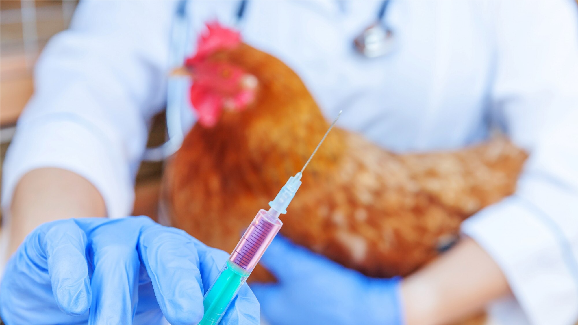 HHS Gives Moderna $590 Million To Produce MRNA Bird Flu Vaccine, As Georgia Halts Poultry Sales ...