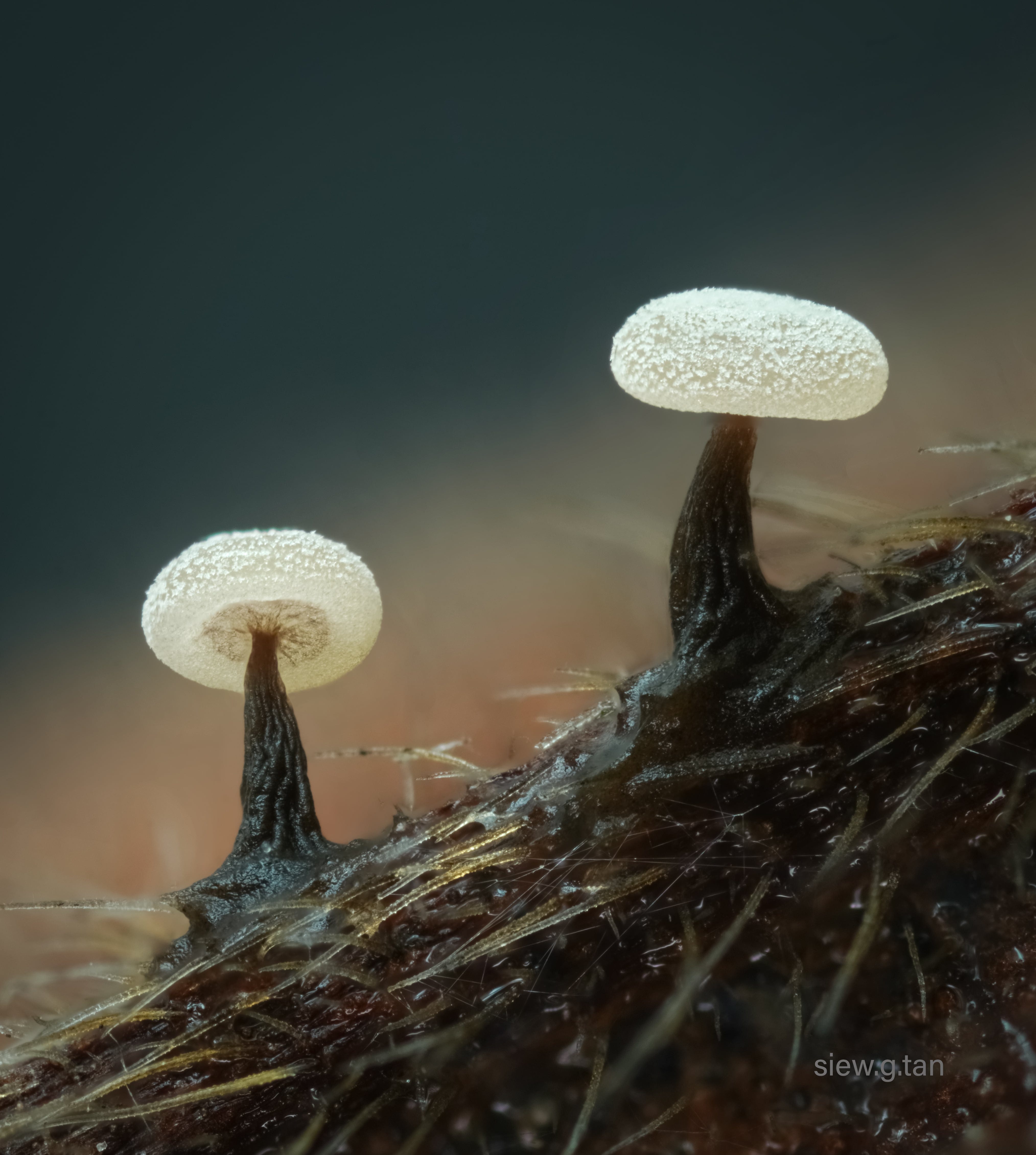 Bringing Slime Molds Into Focus: Myxomycete Photography with Gim Siew Tan