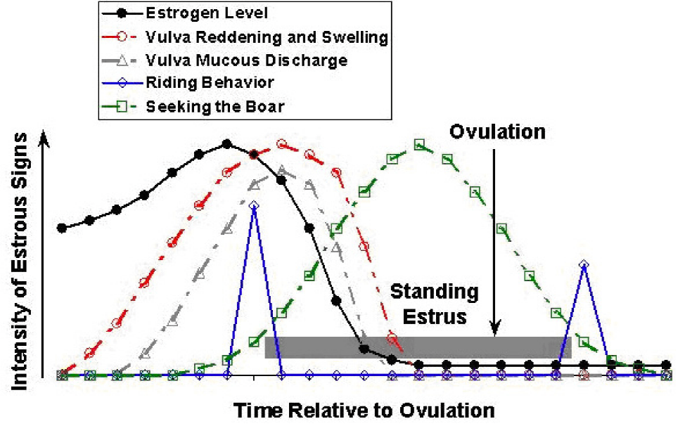 Artificial insemination of pigs - by A. L. Bork, DVM