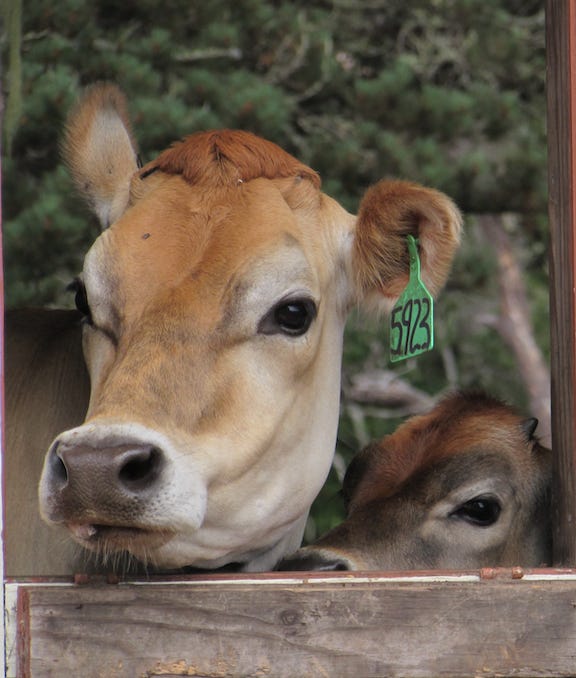 A Jersey Named Daisy - by Connie Korbel-Mickey