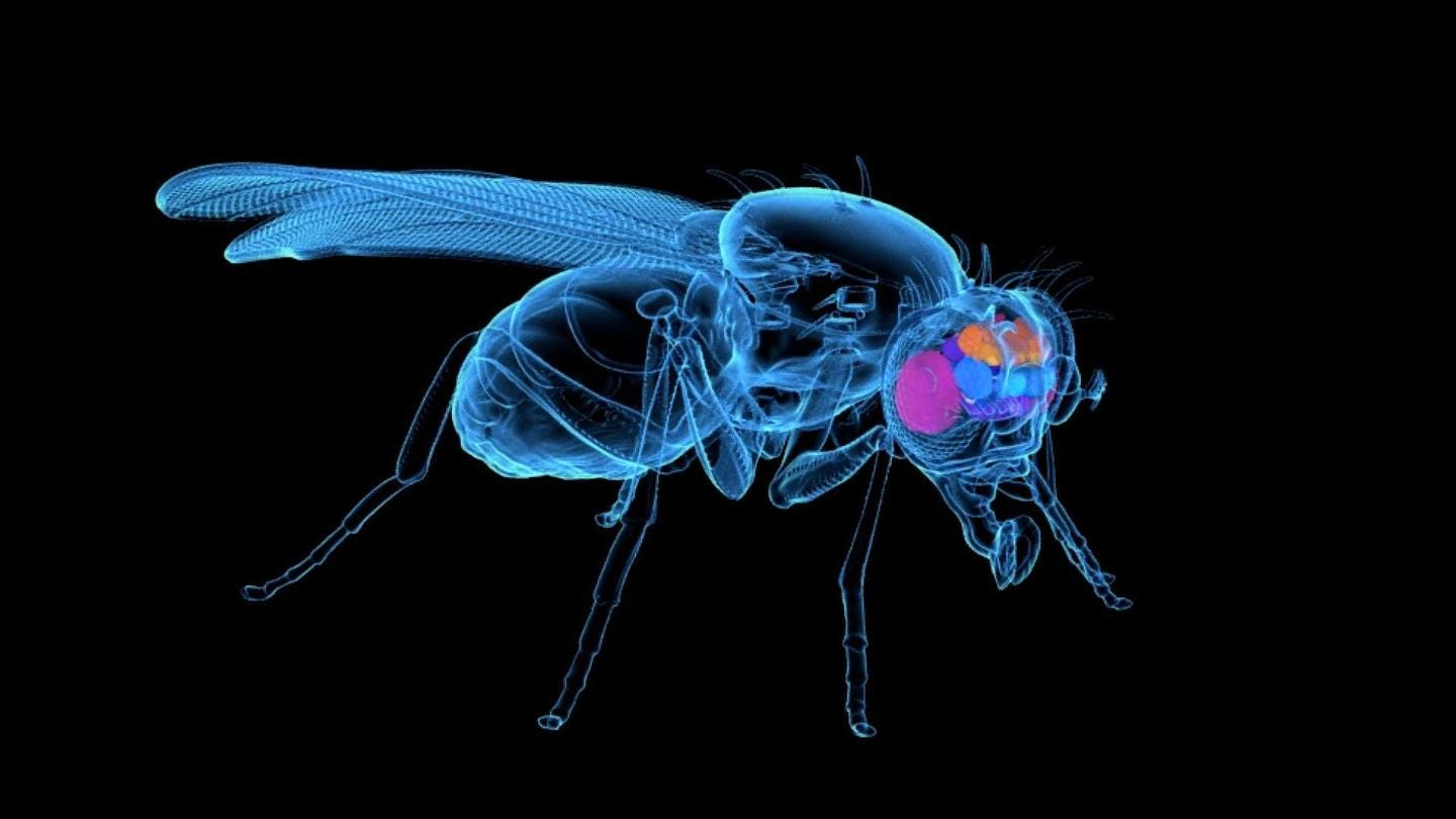 The Cinderella of Genetics (fruit fly) helping Princeton researchers ...